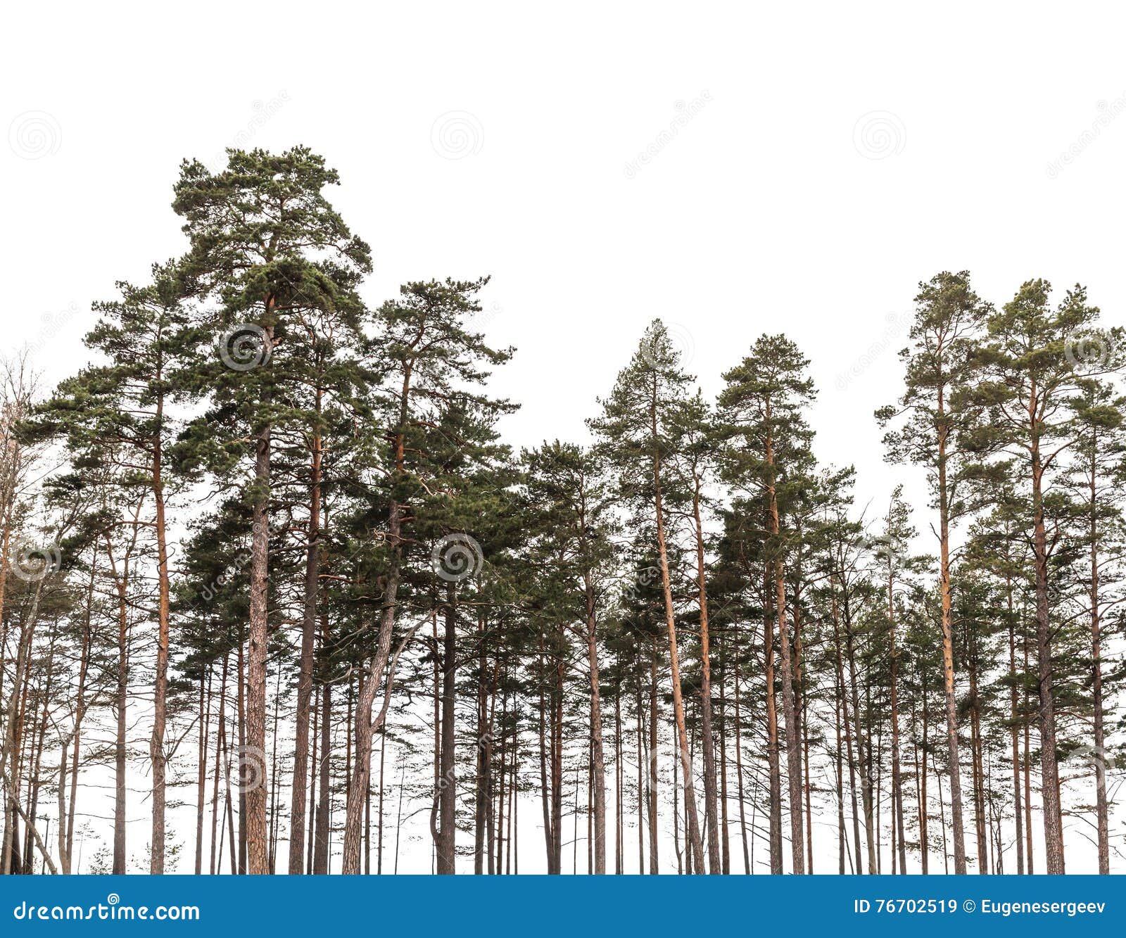 Pine Trees Forest Isolated on White Background Stock Image - Image of ...