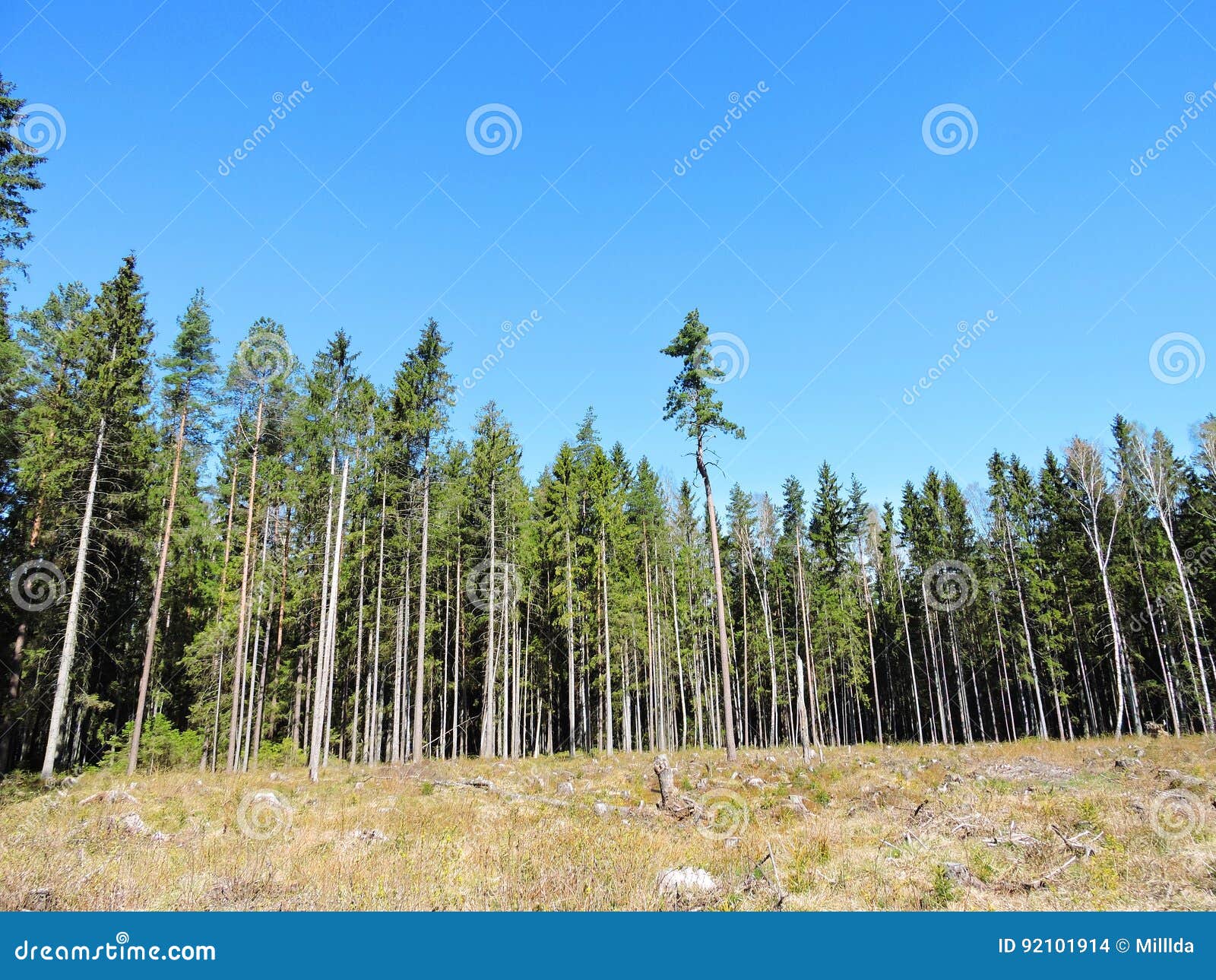 Pine Trees Forest, Lithuania Stock Photo - Image of plant, tree: 92101914