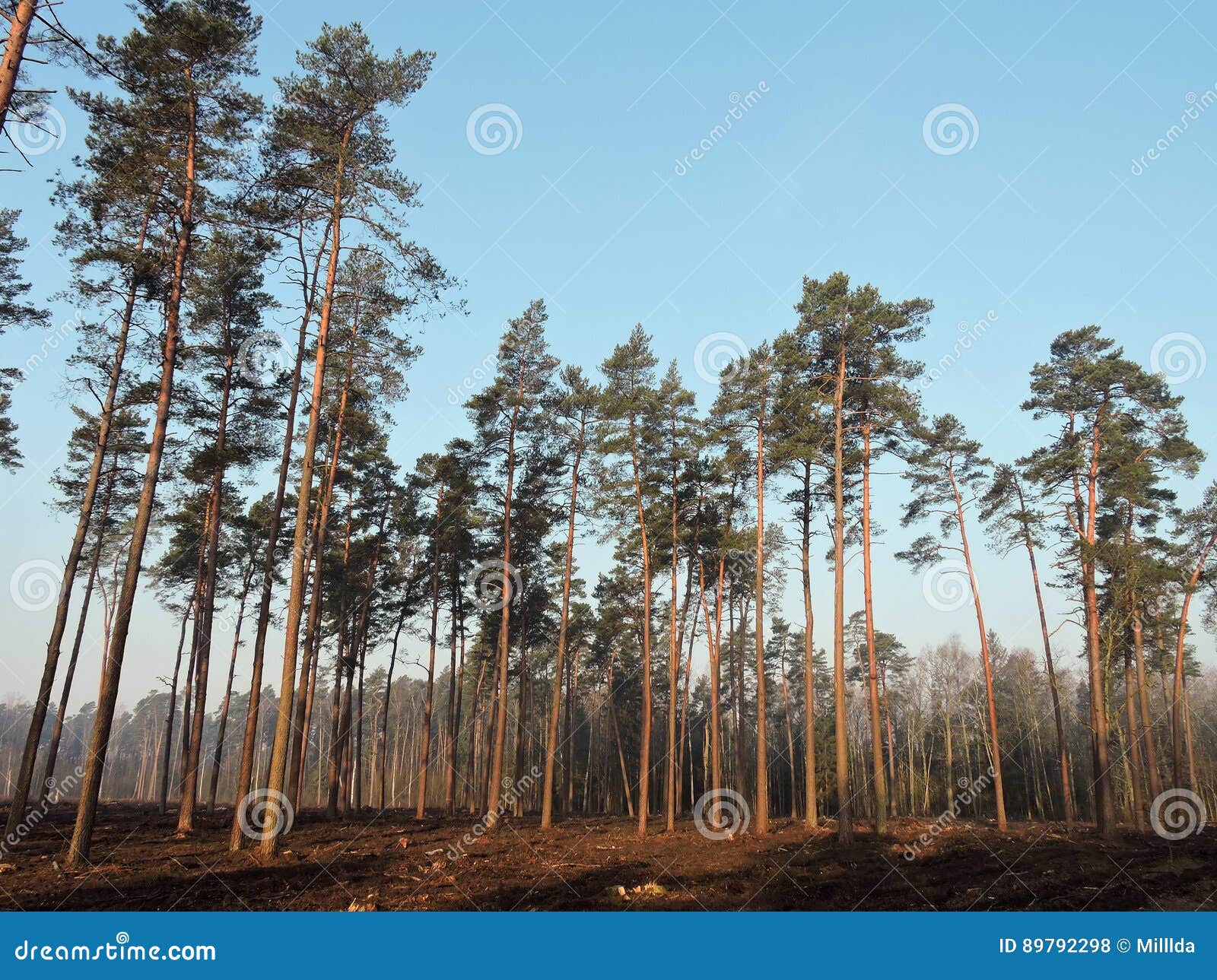 Pine Trees Forest, Lithuania Stock Photo - Image of brown, cutting ...