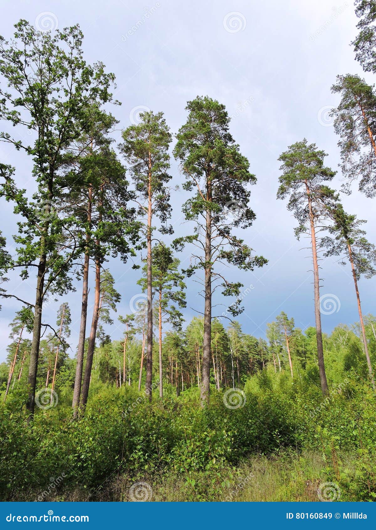 Pine Trees Forest, Lithuania Stock Image - Image of view, plant: 80160849