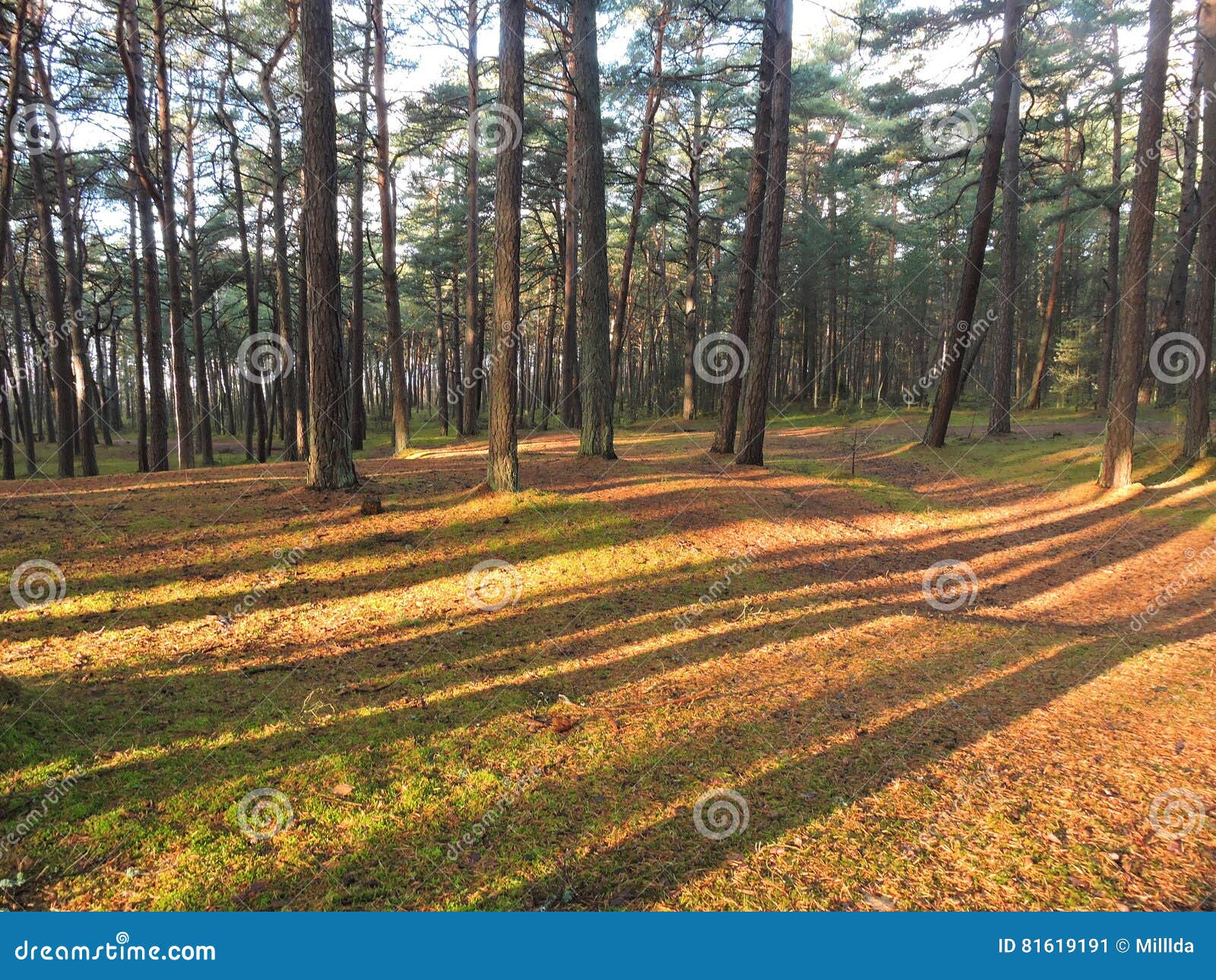Pine Trees Forest, Lithuania Stock Image - Image of branches, view ...