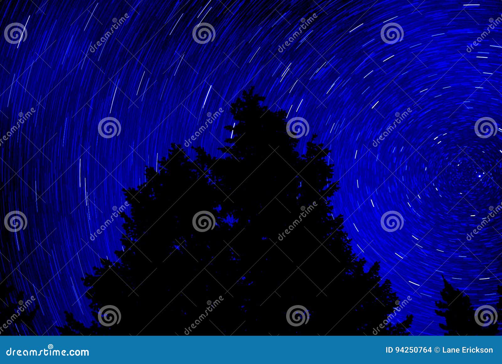 Pine Trees Forest Night Time Star Trails Light Stock Photo - Image of ...