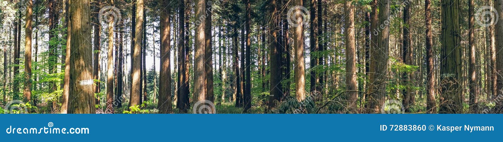 Pine Trees in a Forest Panorama Landscape Stock Photo - Image of ...