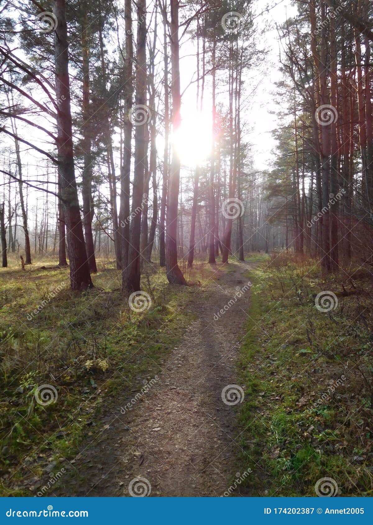 Pine Trees and Forest Path at Sunset Landscape Stock Image - Image of ...