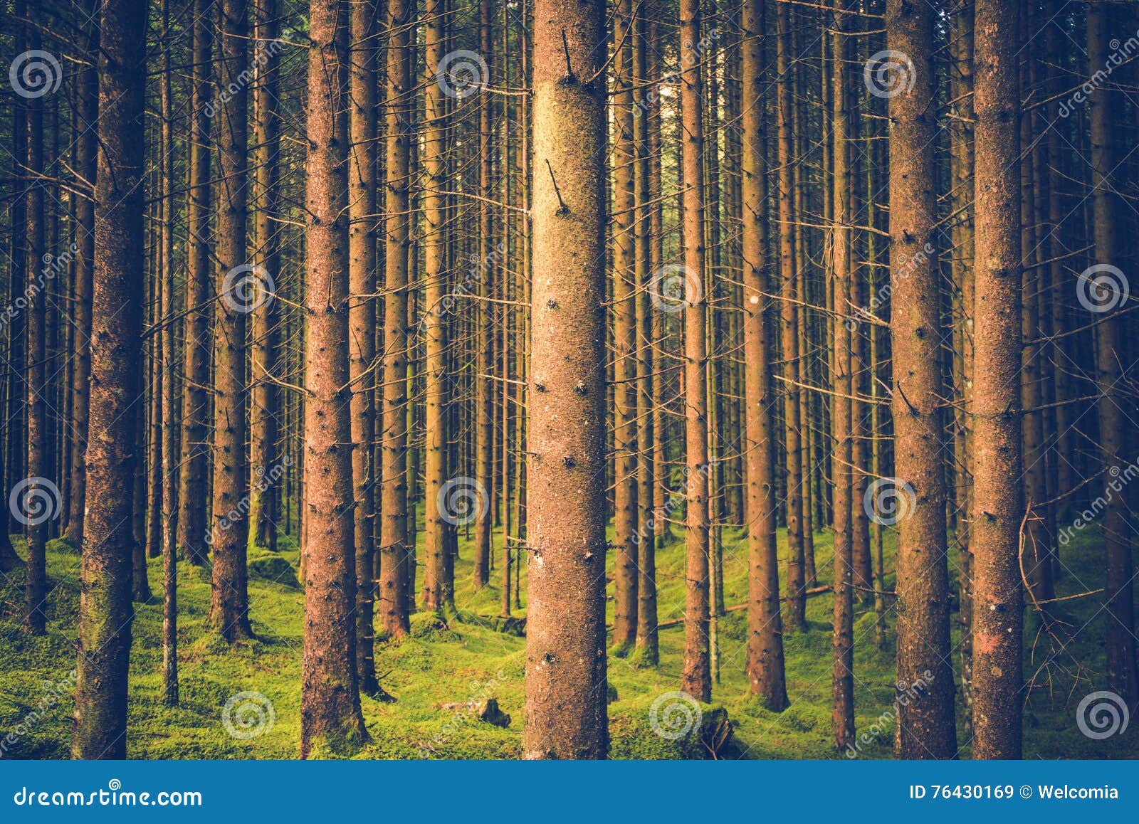 Pine Trees Forest Pattern stock image. Image of wood - 76430169