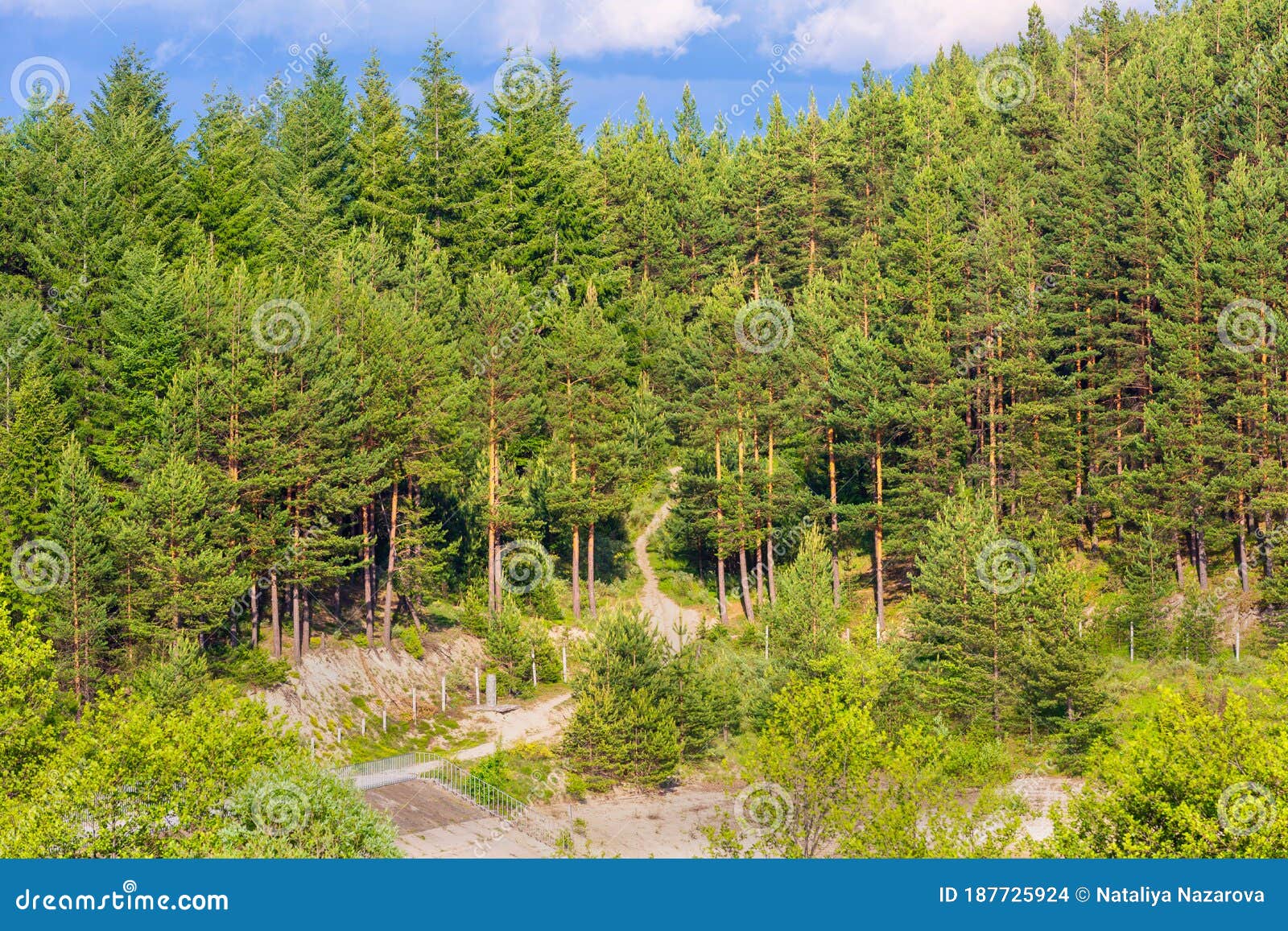 Pine Trees Forest Photo Background Stock Photo - Image of horizontal ...
