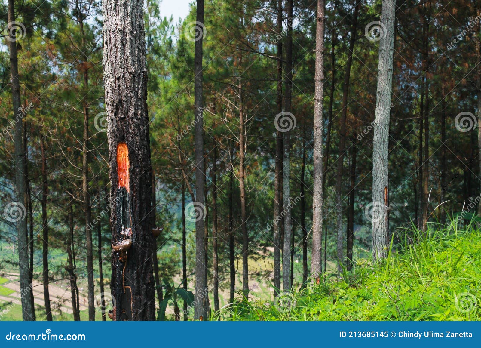 Pine trees in forest stock image. Image of travel, summer - 213685145