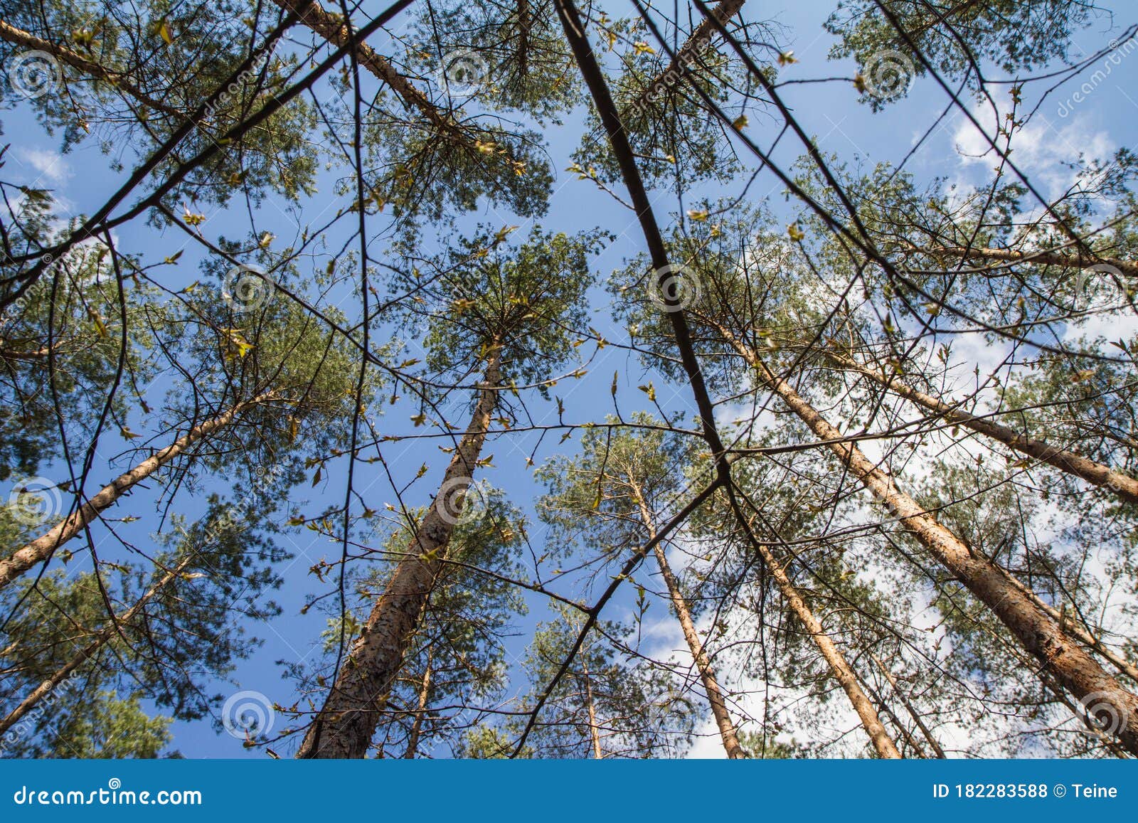 Pine trees seen upwards stock photo. Image of flora - 182283588