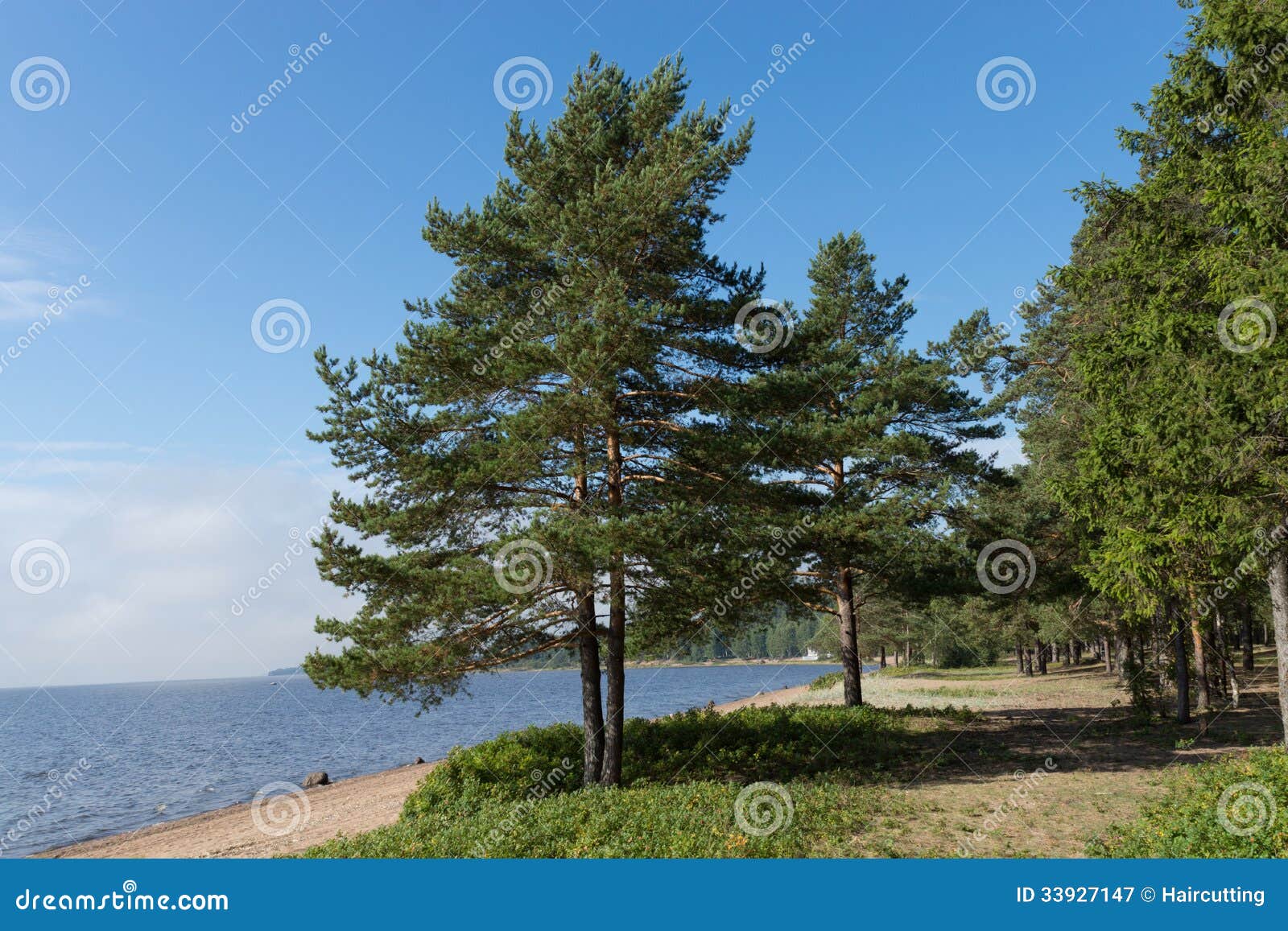 Pine trees forest stock image. Image of summer, plant - 33927147
