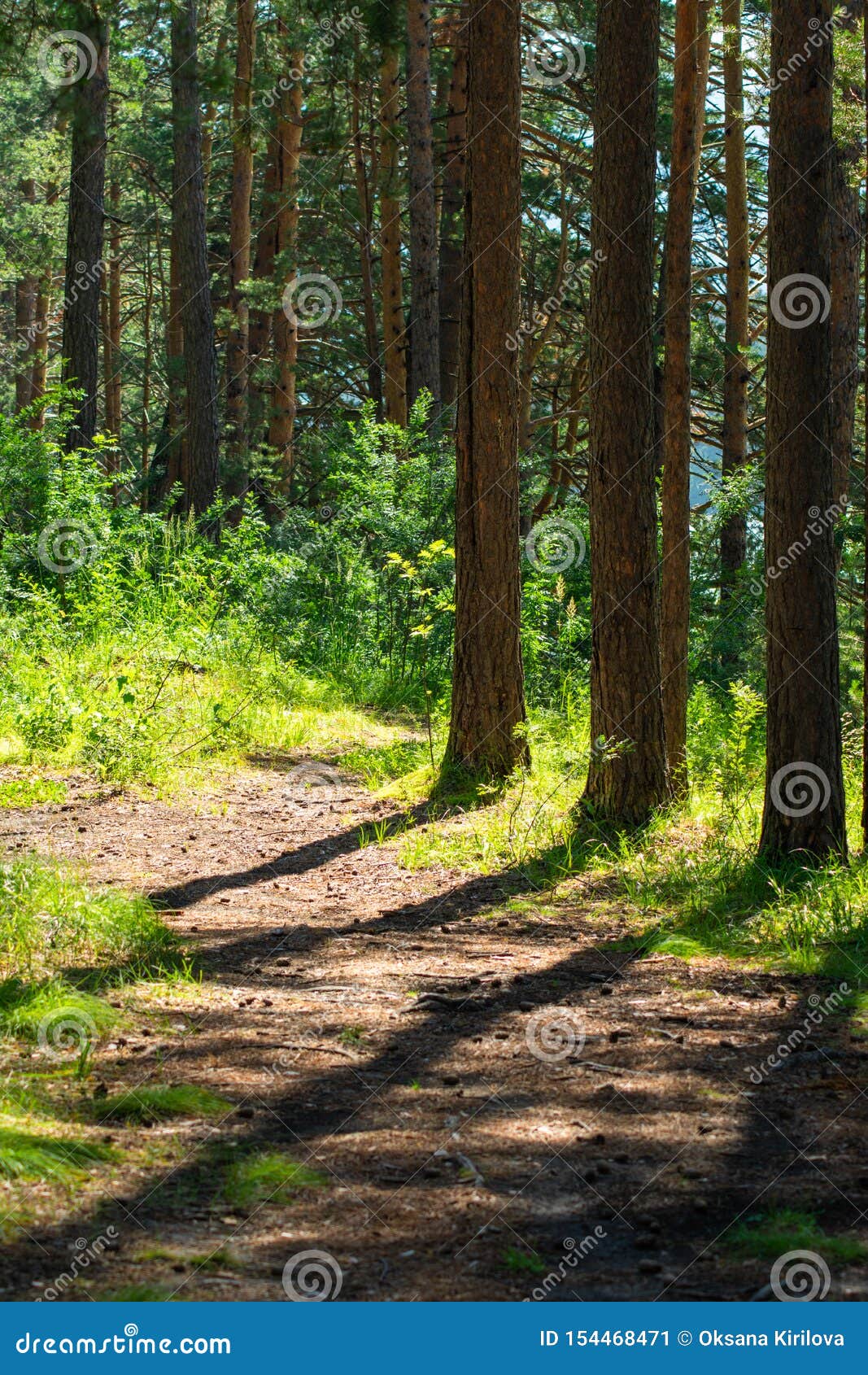 Pine Trees in the Forest and Streaks of Shadow Stock Image - Image of ...