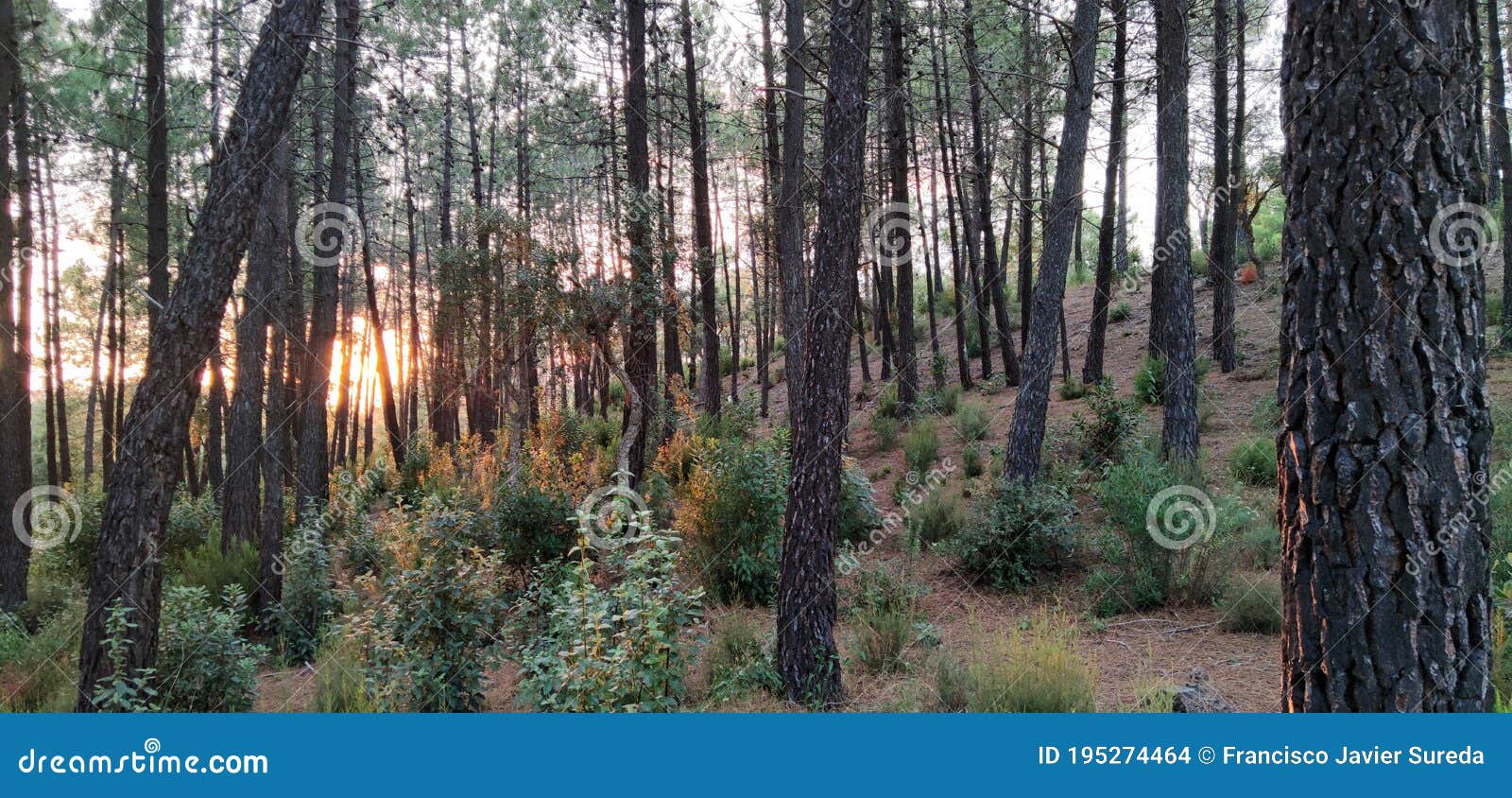 Pine Trees Forest with Sunset in the Back Stock Photo - Image of ...