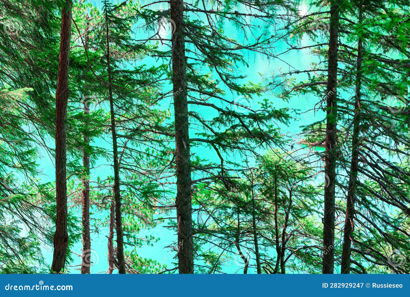 Pine trees in the forest stock image. Image of woodland - 282929247