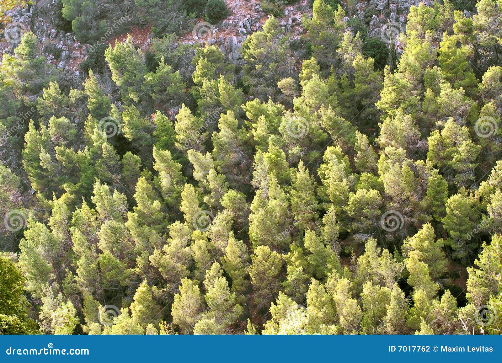 Pine trees forest view stock photo. Image of trip, outlook - 7017762