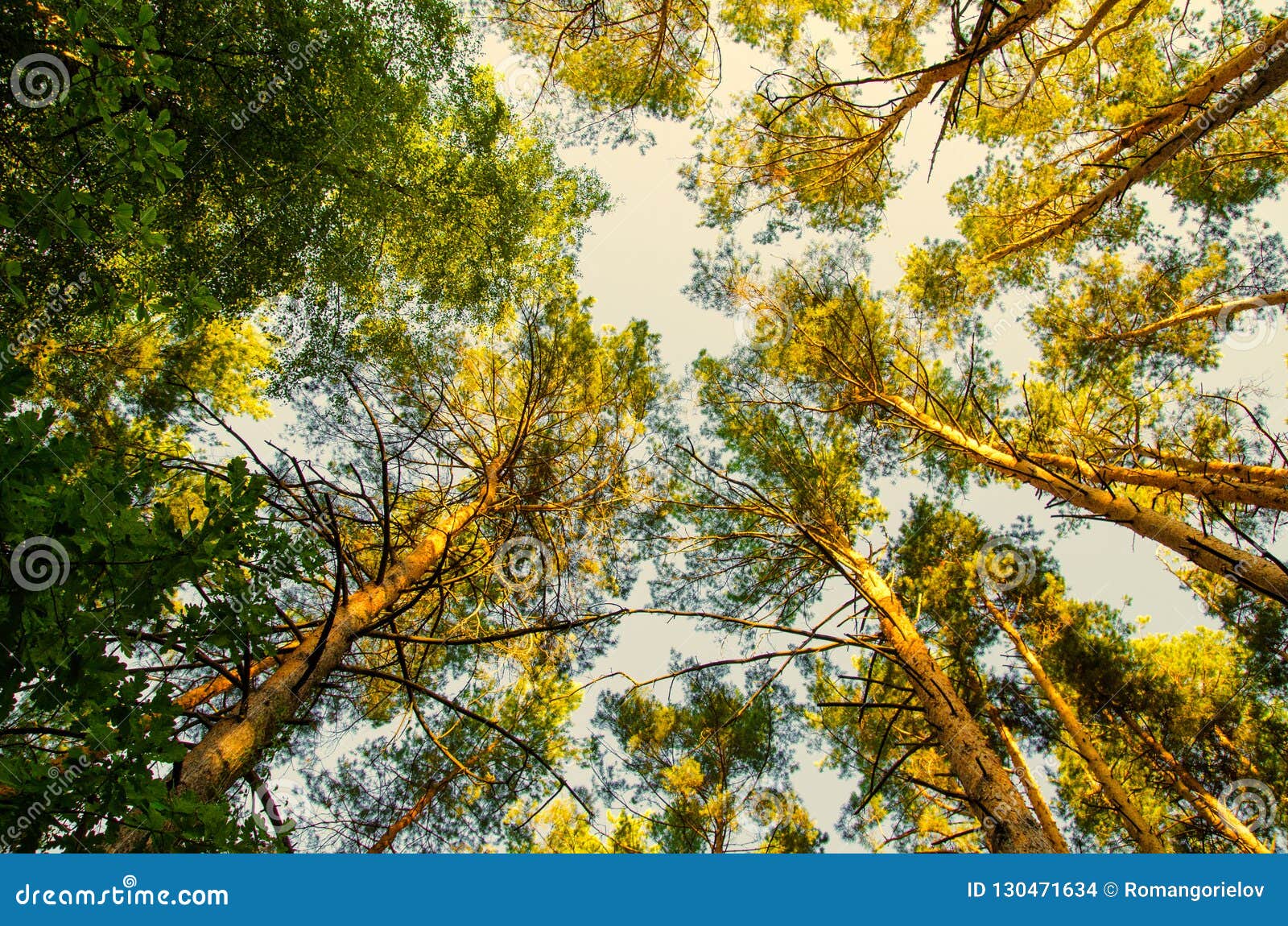 Pine trees stock photo. Image of sunlight, forest, brightly - 130471634