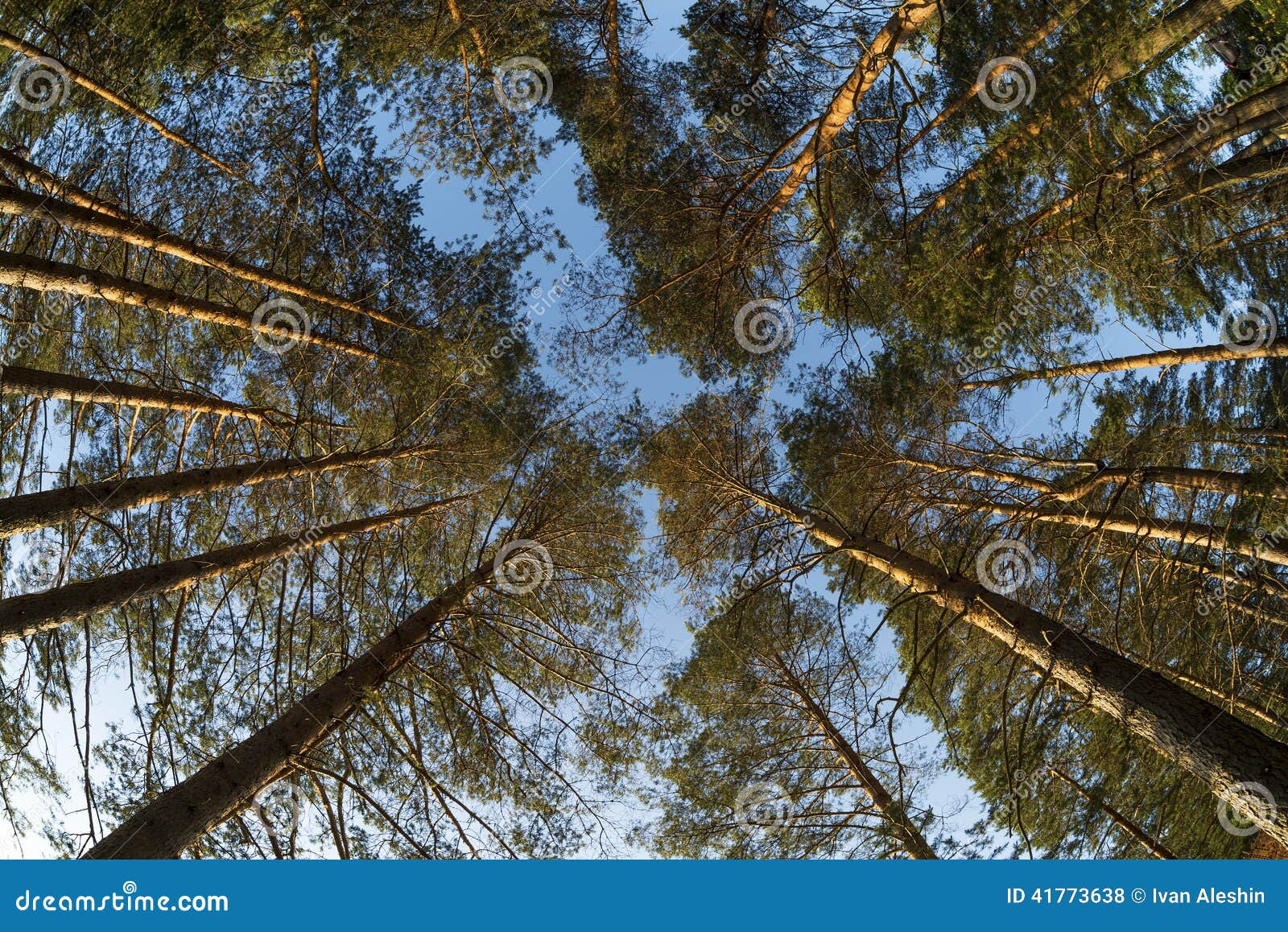 Pine trees forest stock photo. Image of leaf, pine, wood - 41773638