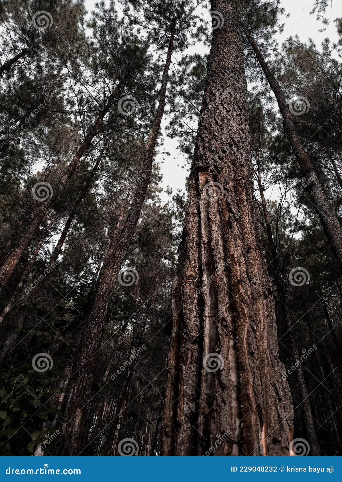 Pine trees in forrest stock photo. Image of plant, trunk - 229040232