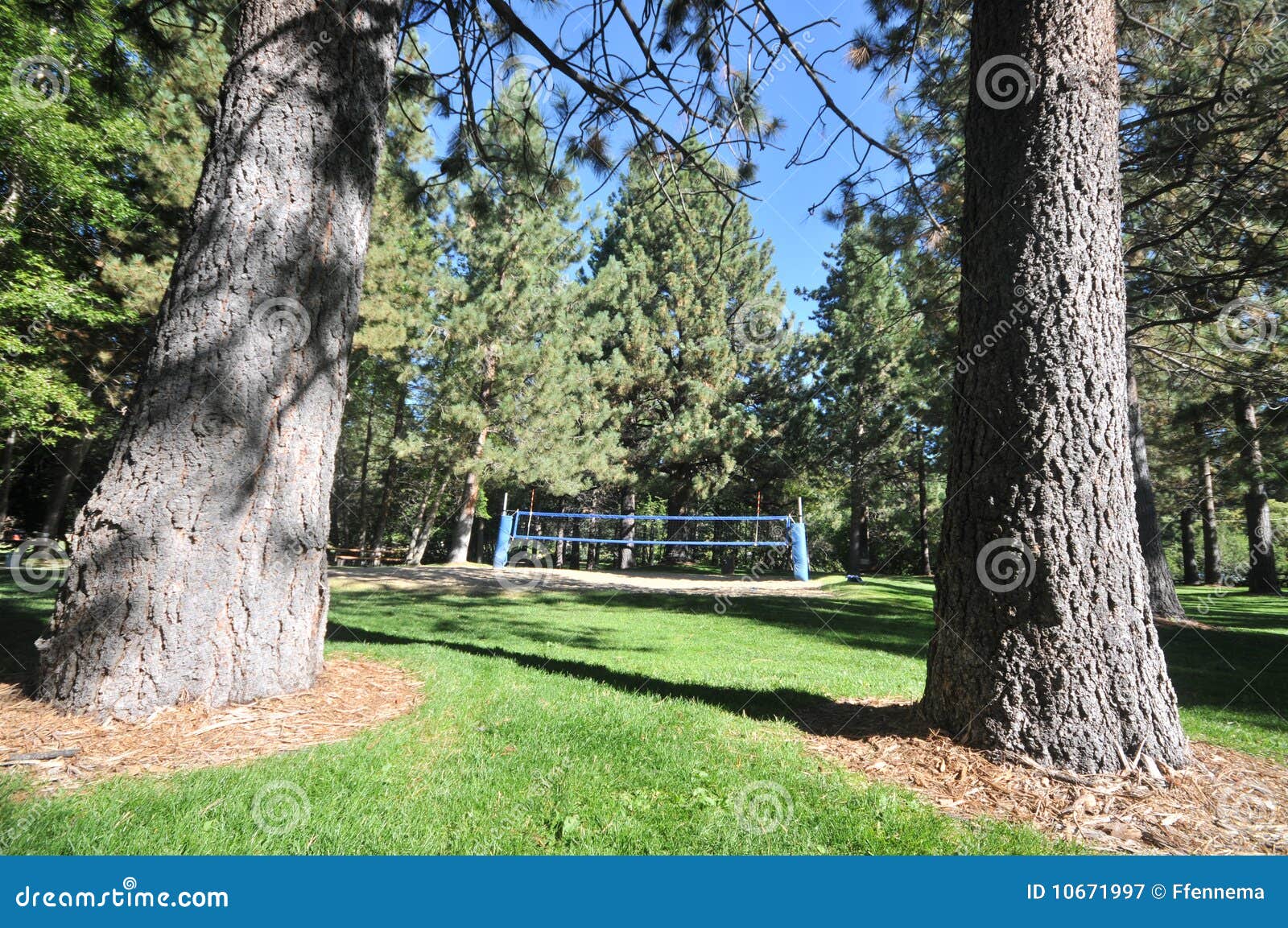 Pine Trees Frame a Blue Volleyball Net Stock Image - Image of sand ...