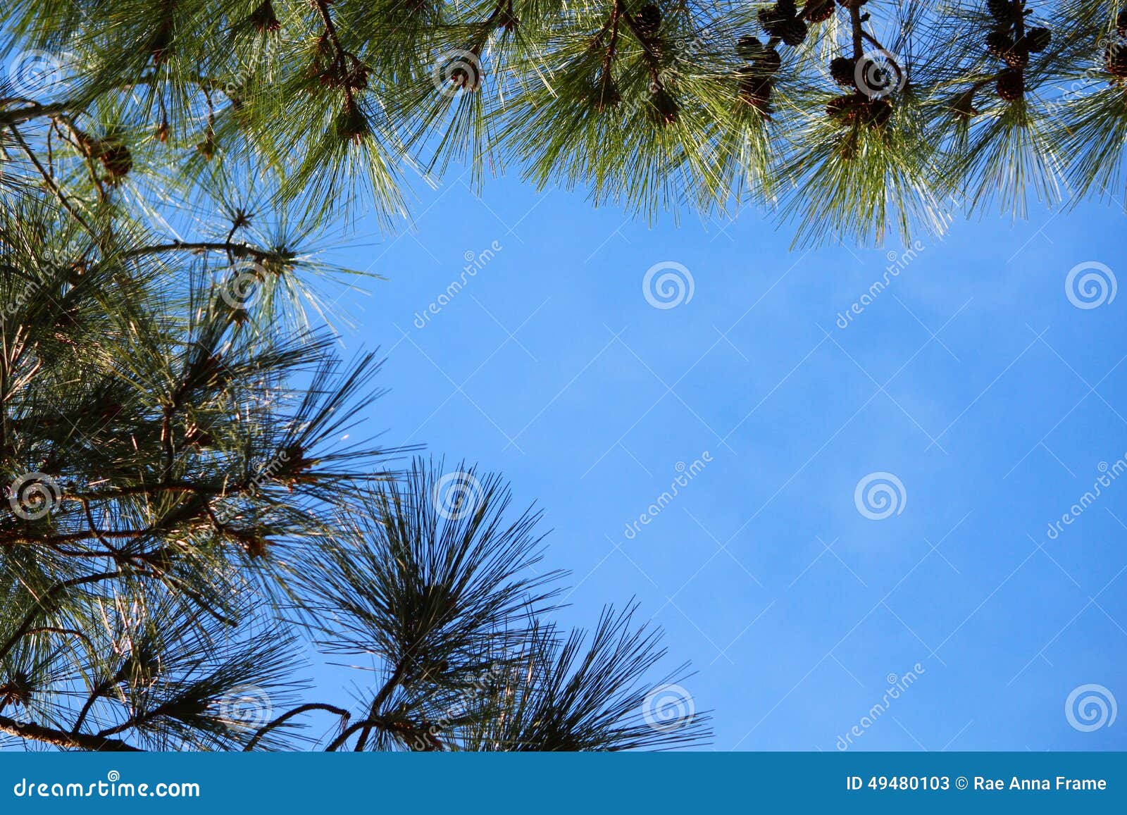Trees Framing Trees Royalty-Free Stock Photo | CartoonDealer.com #230240247