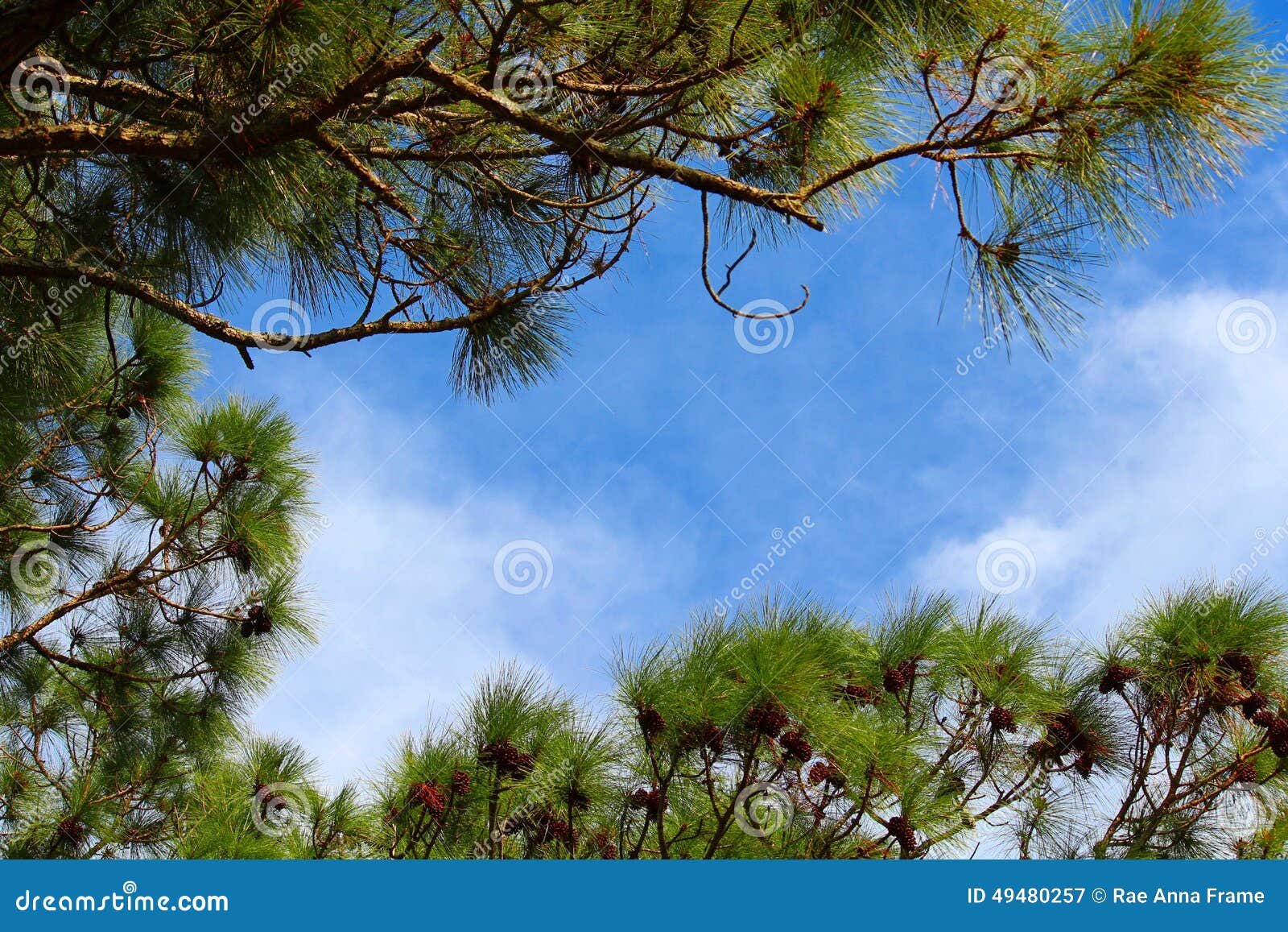 Pine Trees Framing the Sky. Stock Image - Image of outdoors, green ...