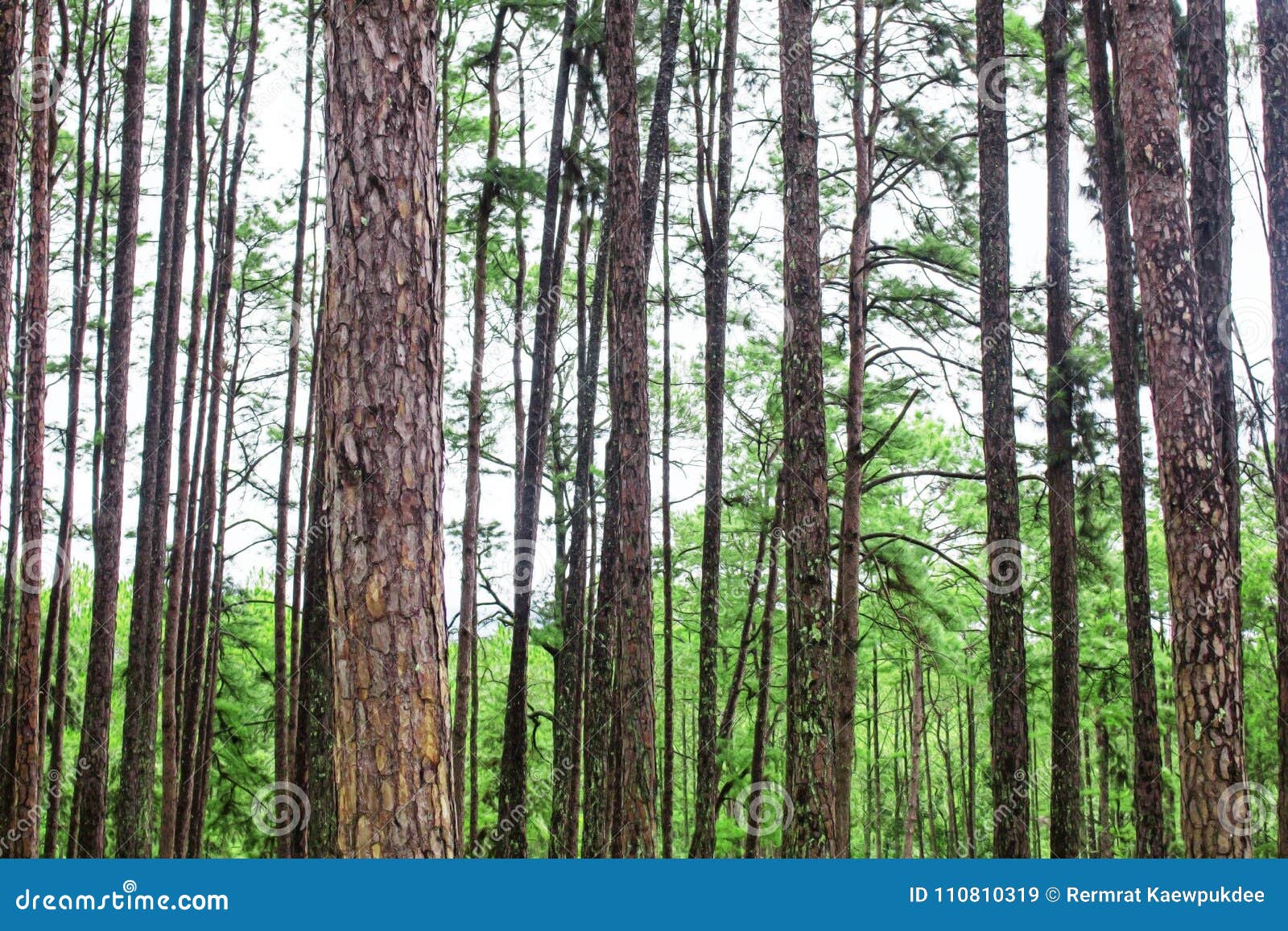 Pine Trees with the Freshness. Stock Image - Image of growth, outdoor ...
