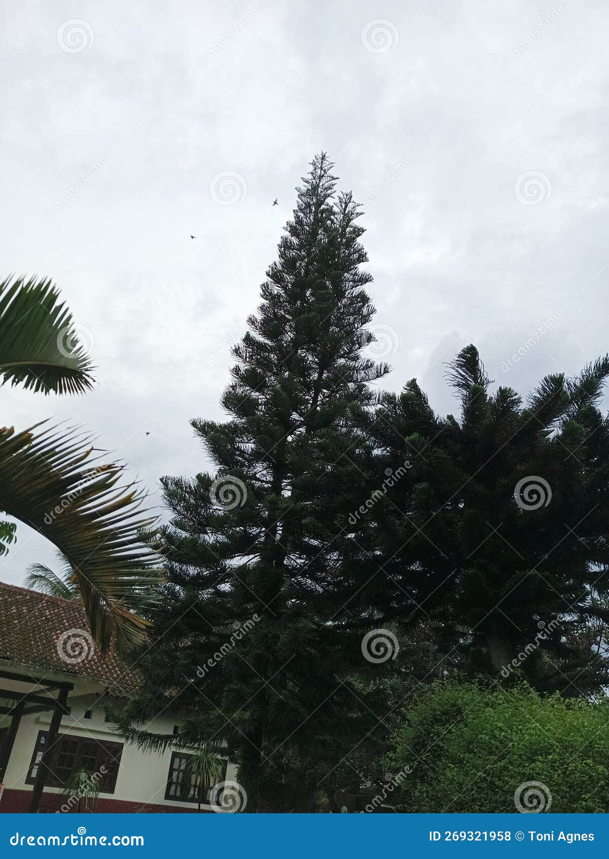 Pine Trees in Front of the House Stock Photo - Image of pine, trees ...