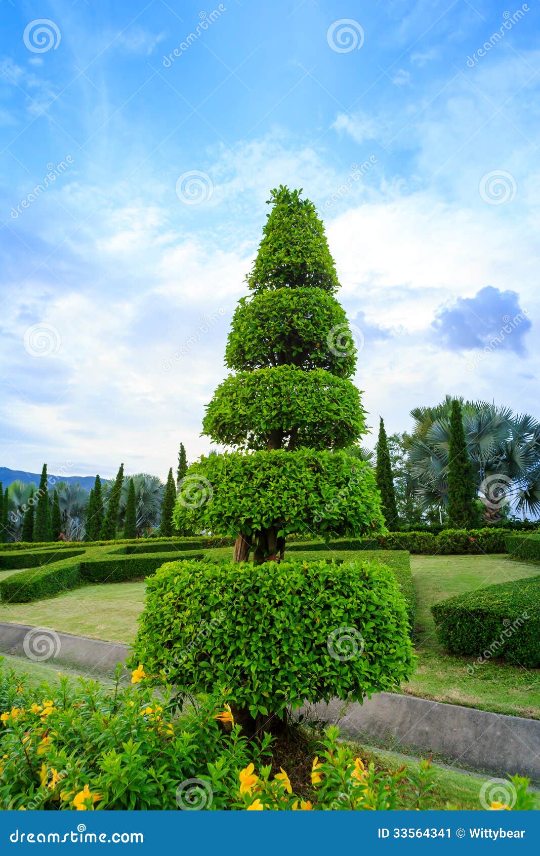 Pine trees garden stock image. Image of forest, hill - 33564341