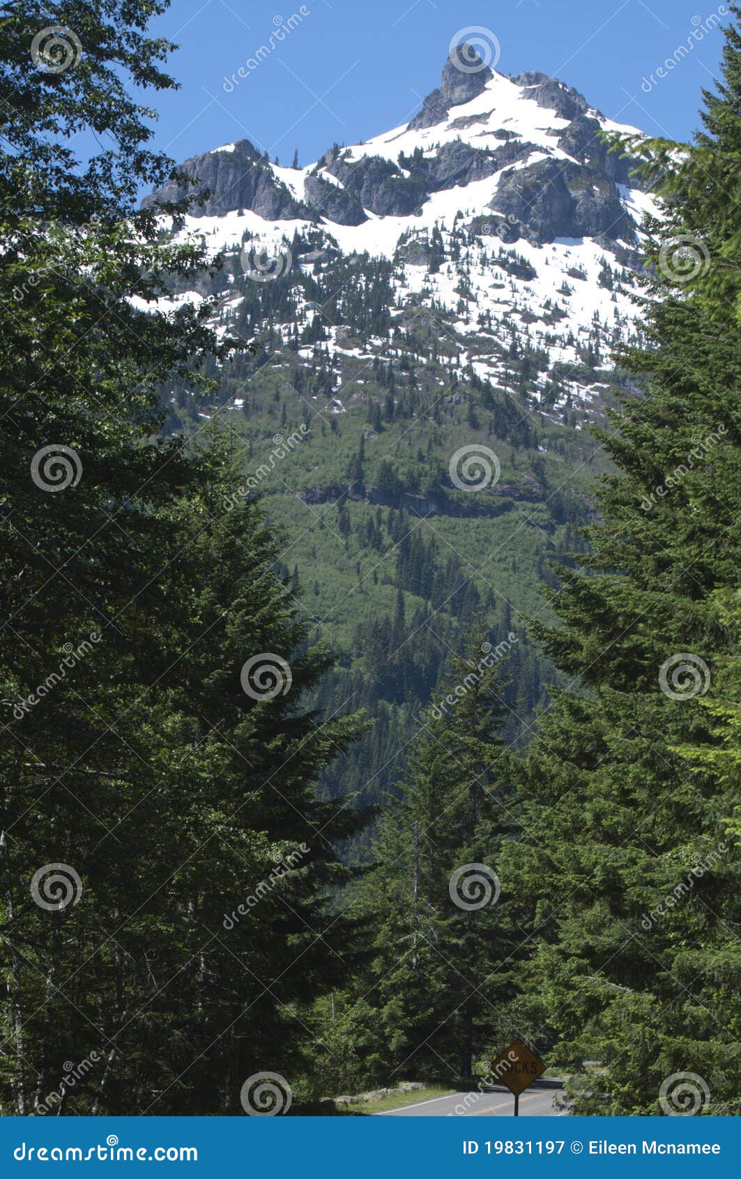 The Pine Trees and Glaciers of Mount Rainier Stock Image - Image of ...