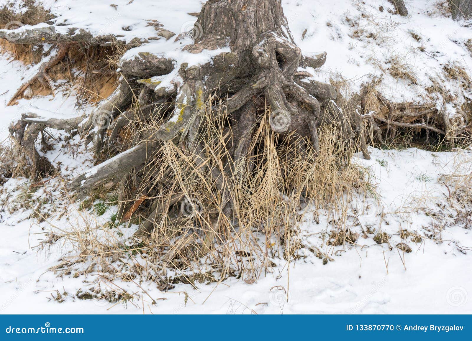 Pine Trees with Gnarled Roots Growing on the Slope Exposed To Soil ...