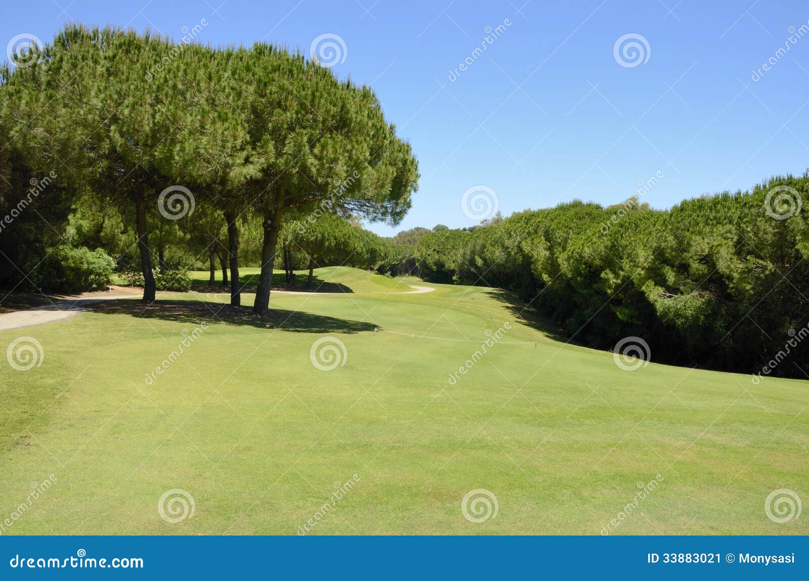 Pine trees in golf course stock image. Image of green - 33883021