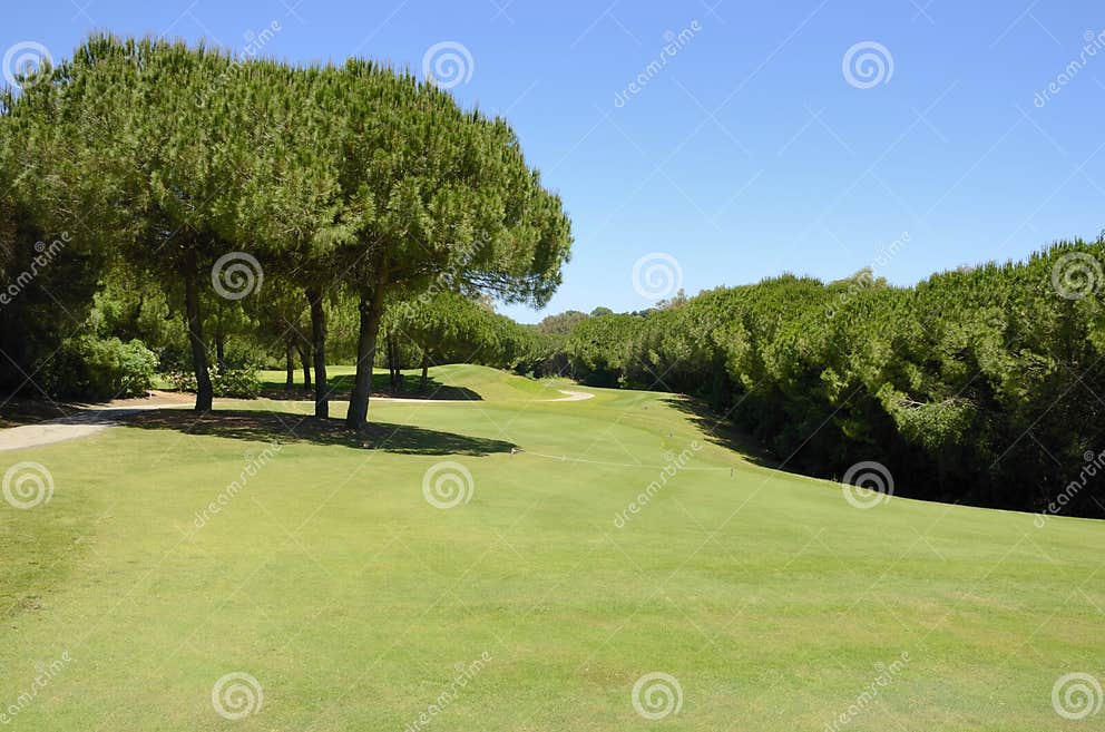 Pine trees in golf course stock image. Image of green - 33883021