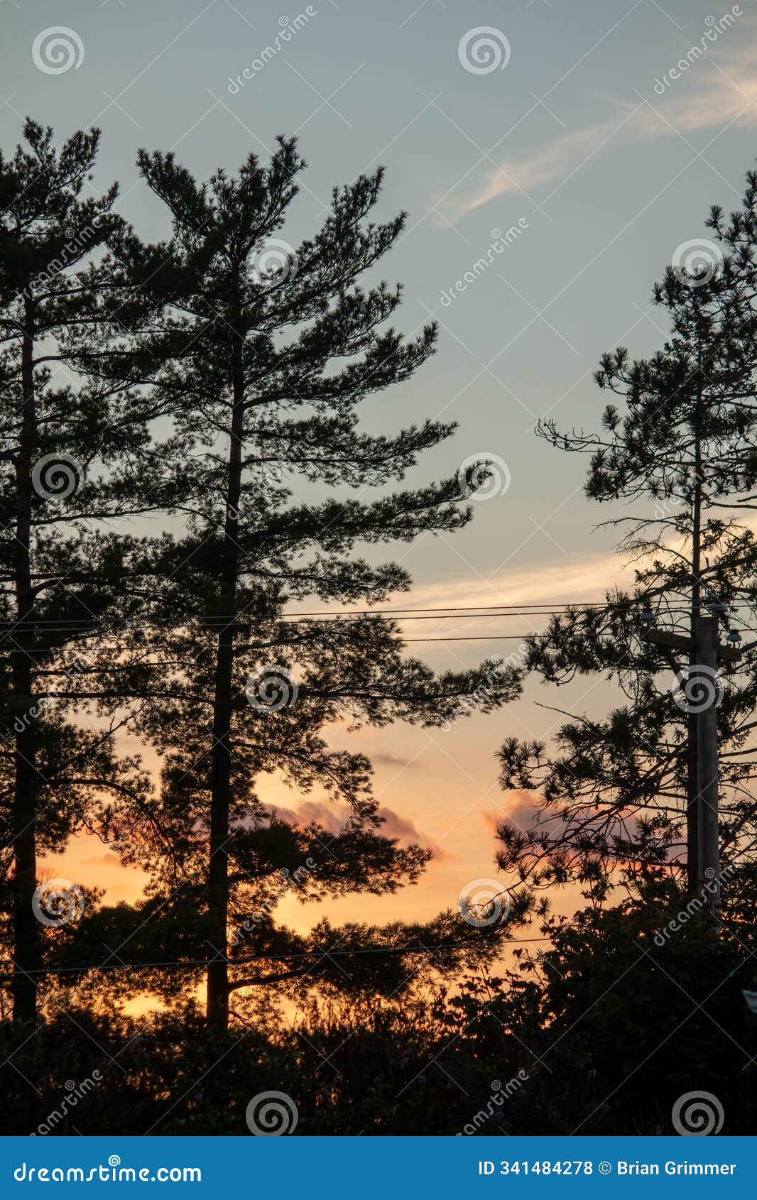 Pine Trees with a Sunset Background Stock Photo - Image of evening ...