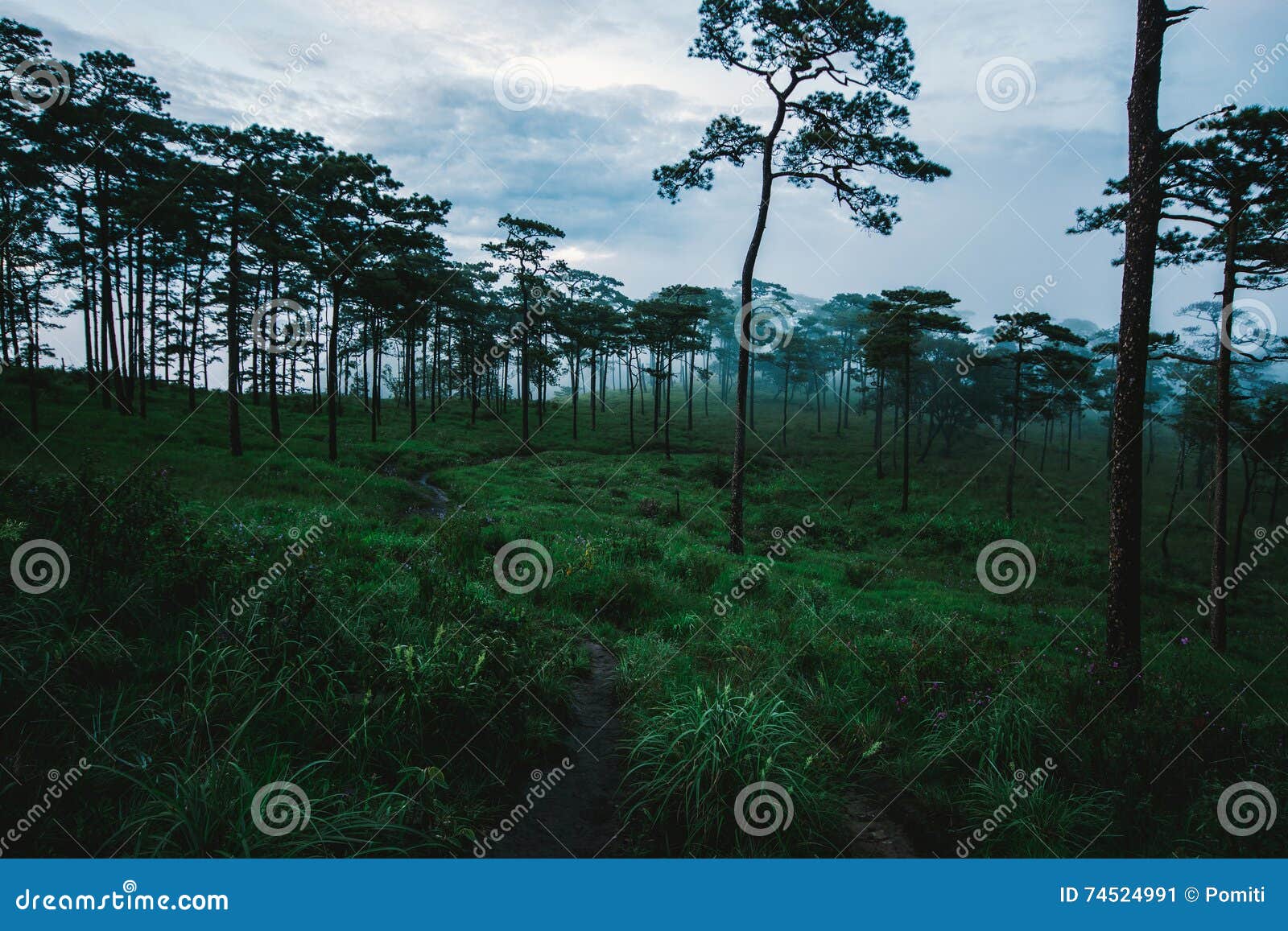 Pine trees in grass field stock image. Image of trees - 74524991
