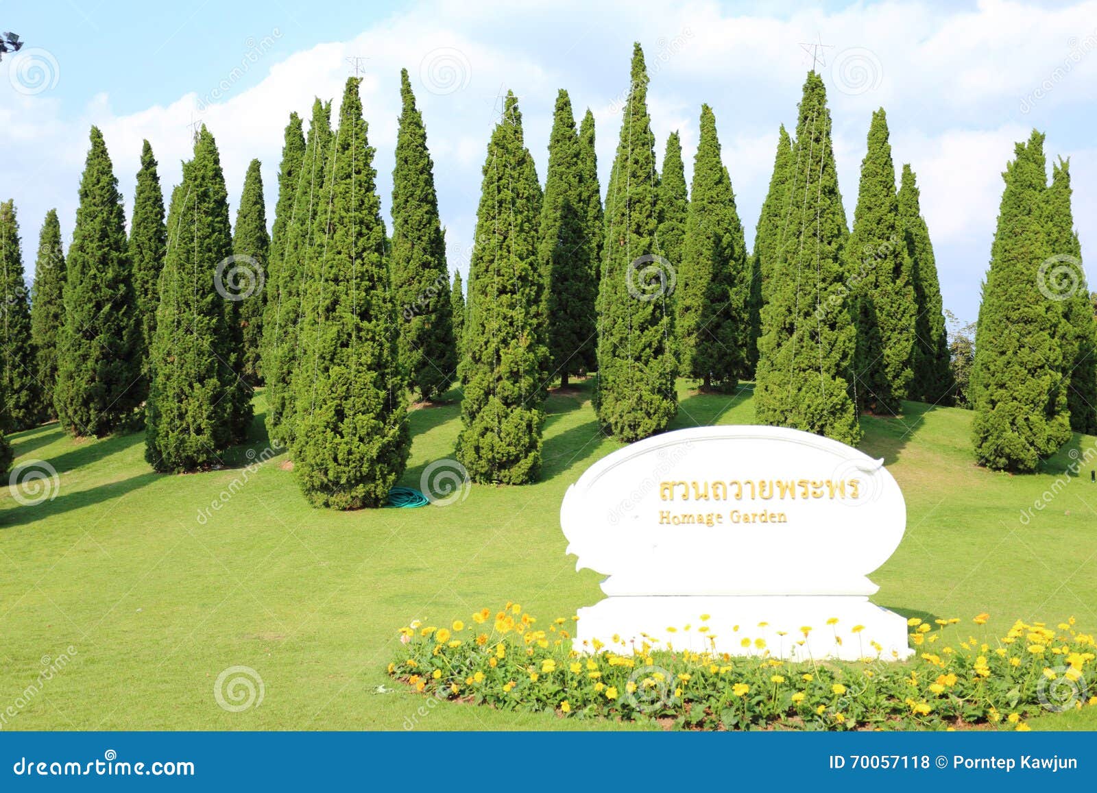 Pine trees and grass editorial stock photo. Image of outdoor - 70057118