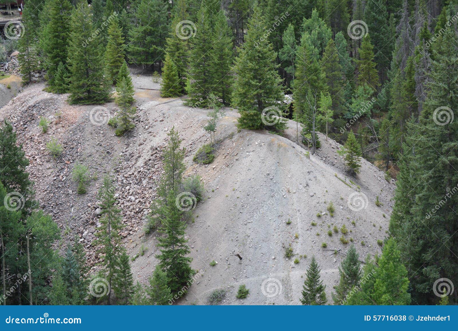 Mountain Pine Trees in Gravel Stock Photo - Image of gravel, green ...
