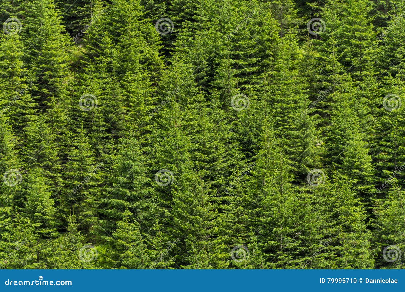 Pine Trees Green Alpine Woods, Forest Pattern Background. Stock Photo ...