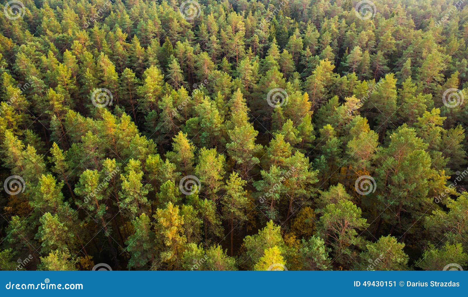 Pine trees stock image. Image of pines, banner, pinus - 49430151