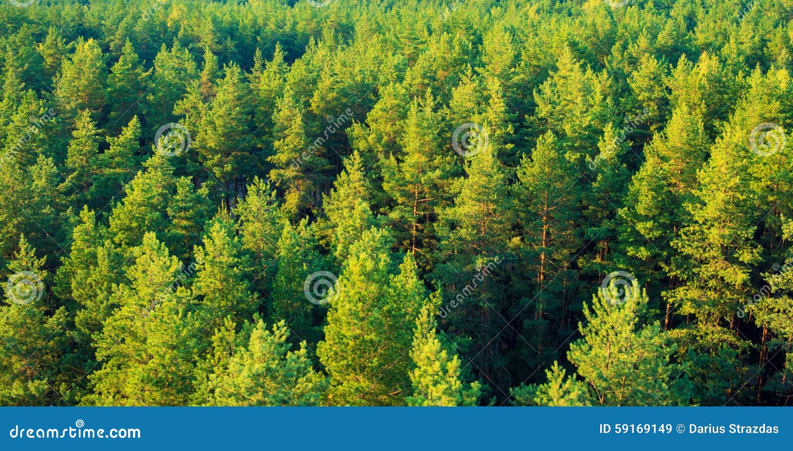 Pine trees stock image. Image of panorama, conifer, plant - 59169149