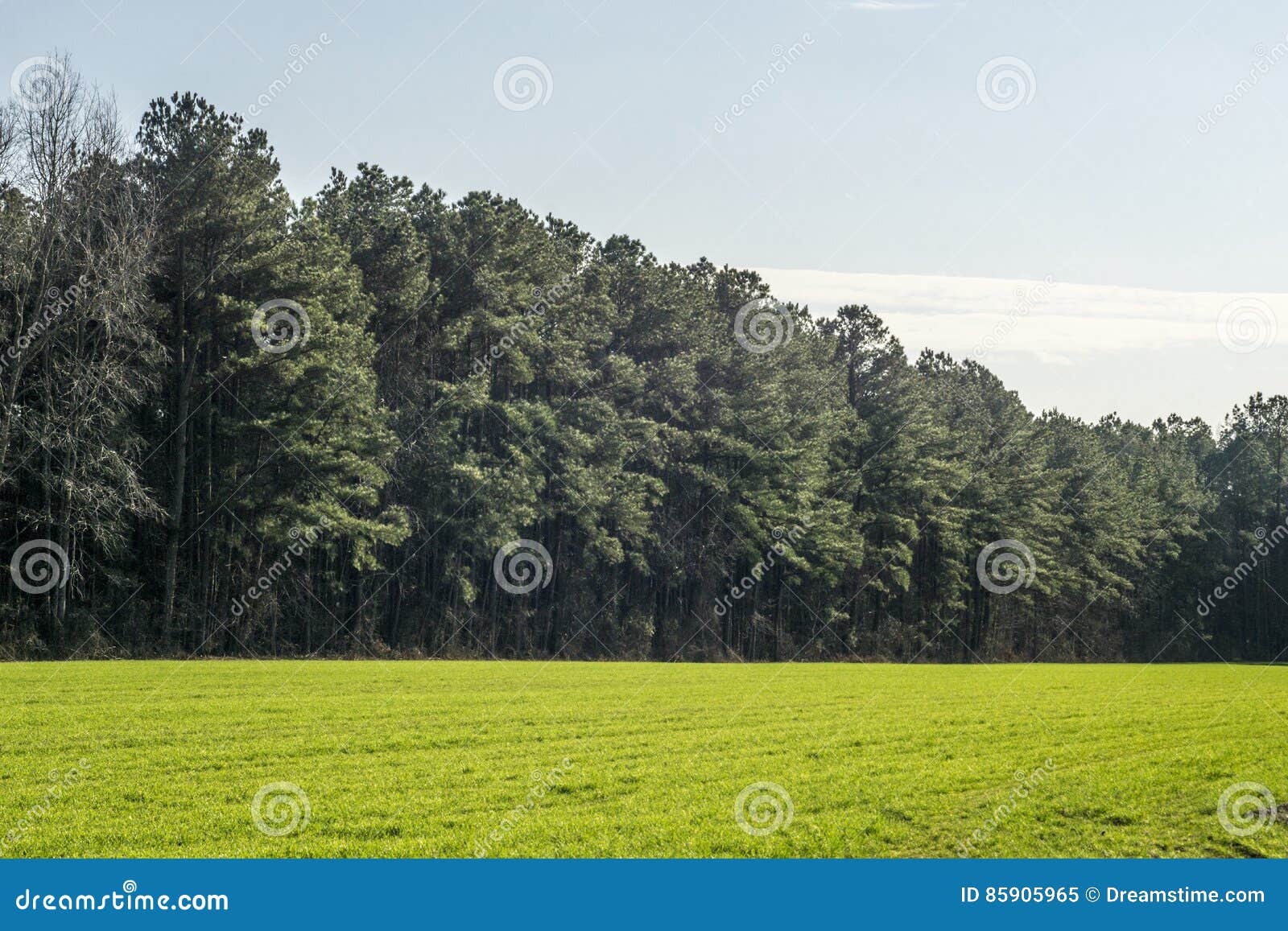 Pine Trees in a Green Grassy Field Stock Image - Image of treees ...