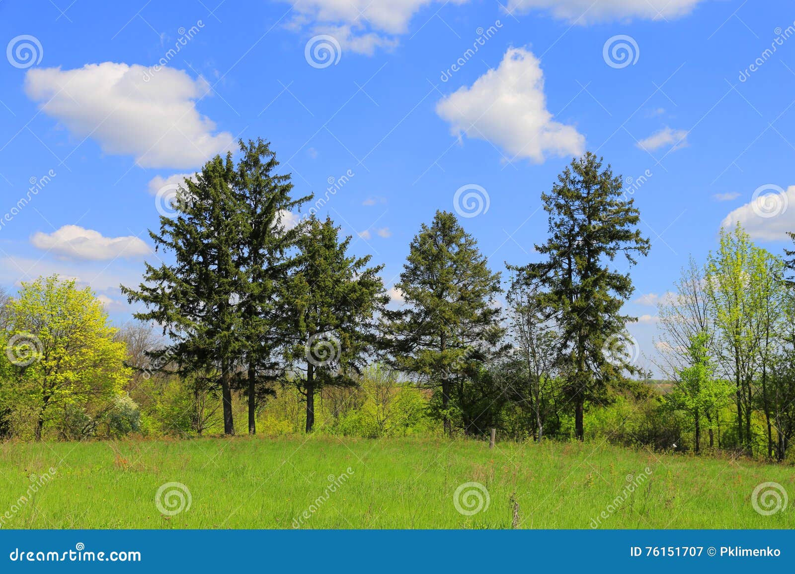 Pine trees on green meadow stock image. Image of idyllic - 76151707