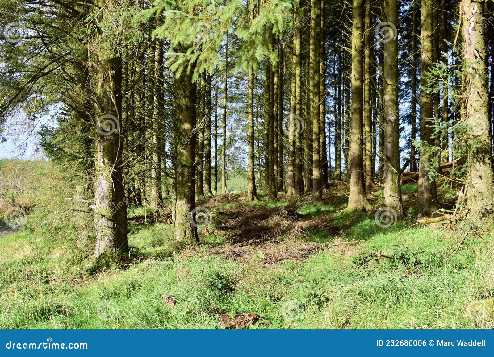 Pine Trees Greenery Forest Walk Stock Photo - Image of walk, pine ...