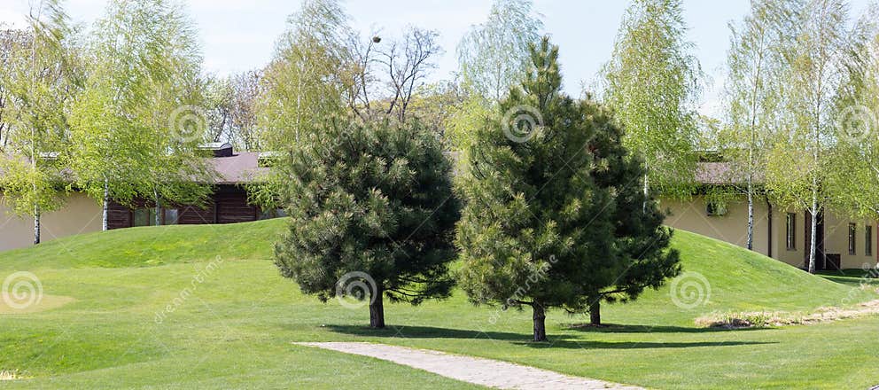 Pine Trees Grow in the Backyard on the Lawn Stock Photo - Image of yard ...