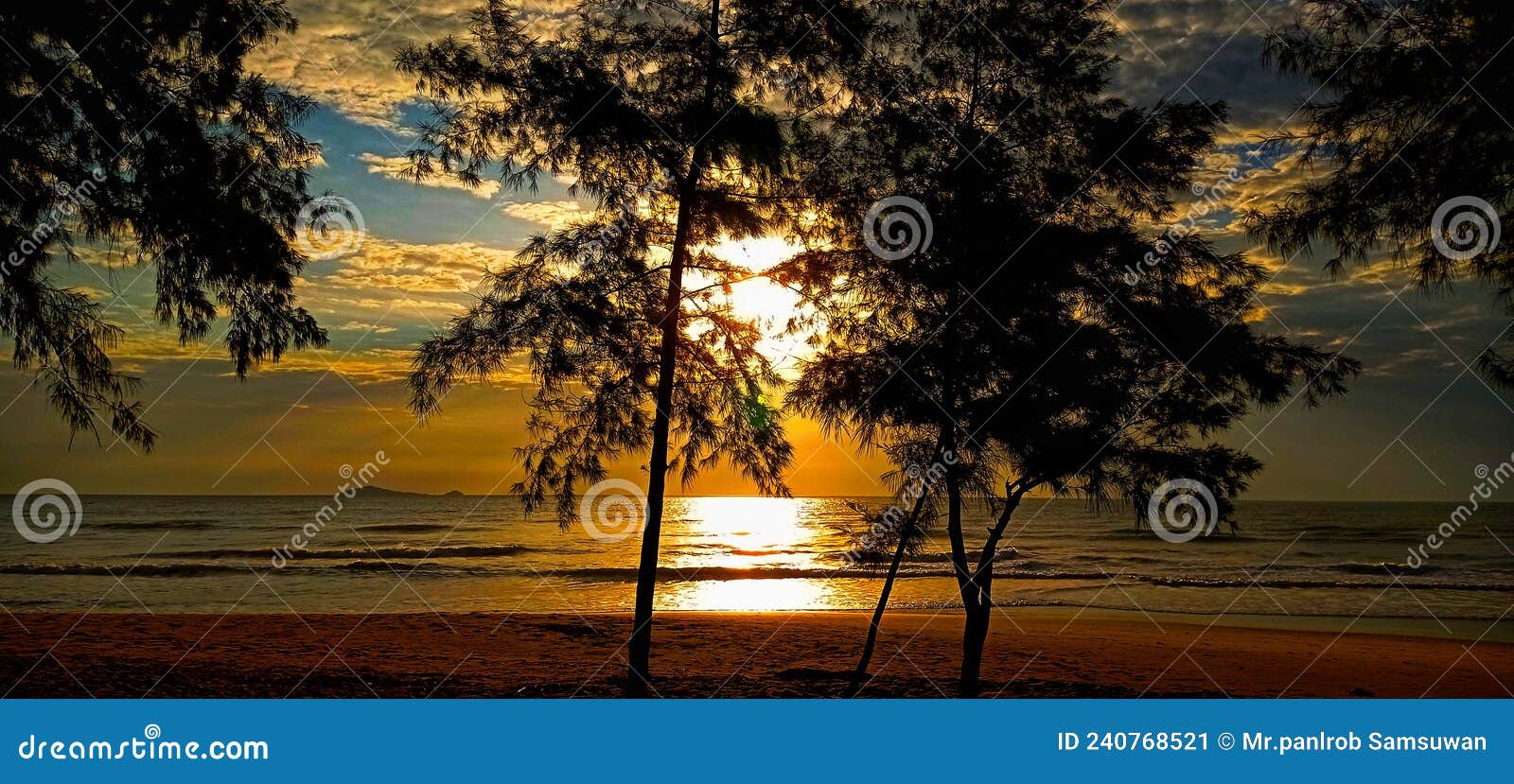 Pine Trees Grow on the Beach. Stock Image - Image of reflection, grove ...