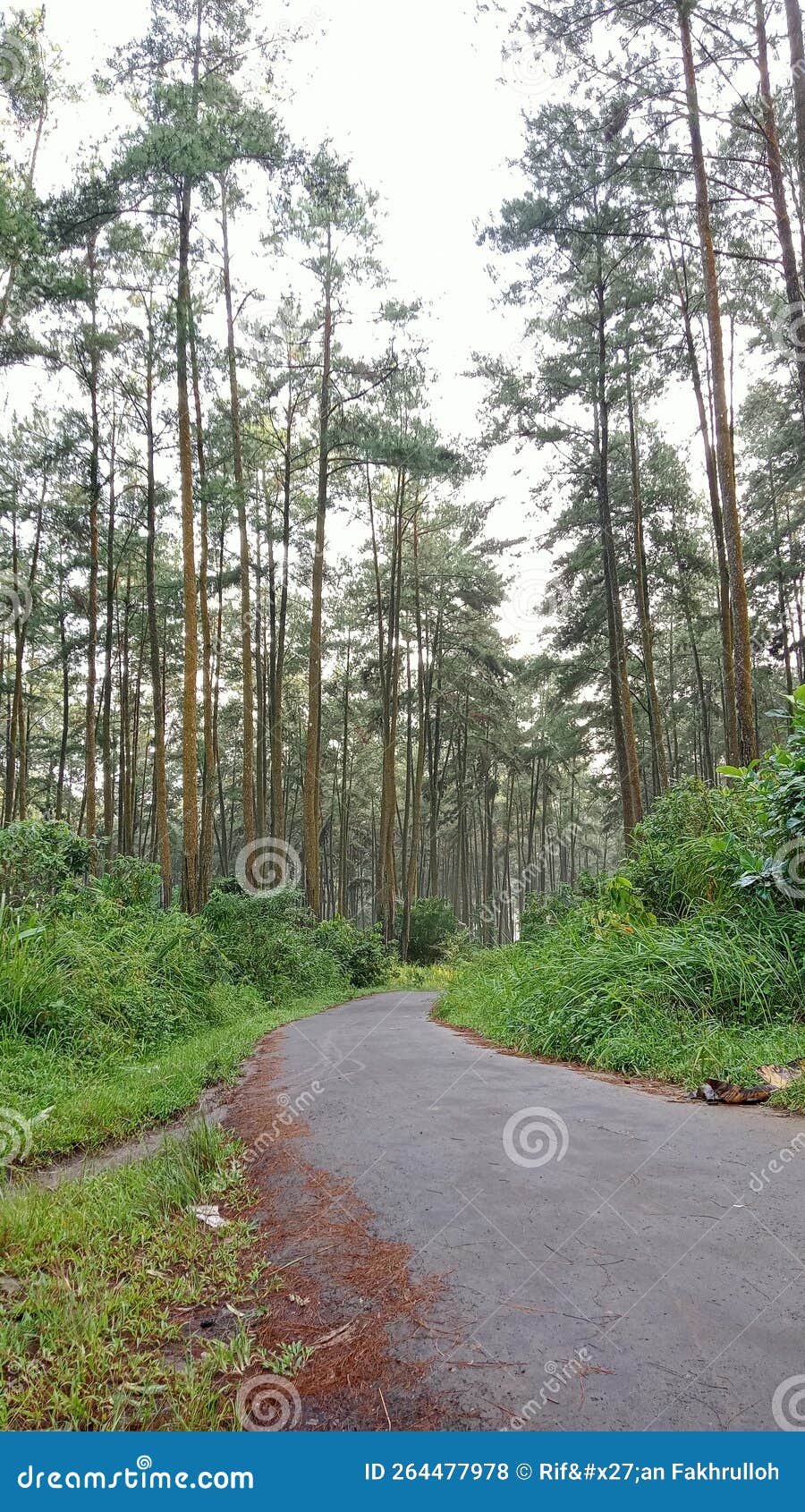 Pine Trees that Grow Beautifully Stock Photo - Image of beautiful, grow ...