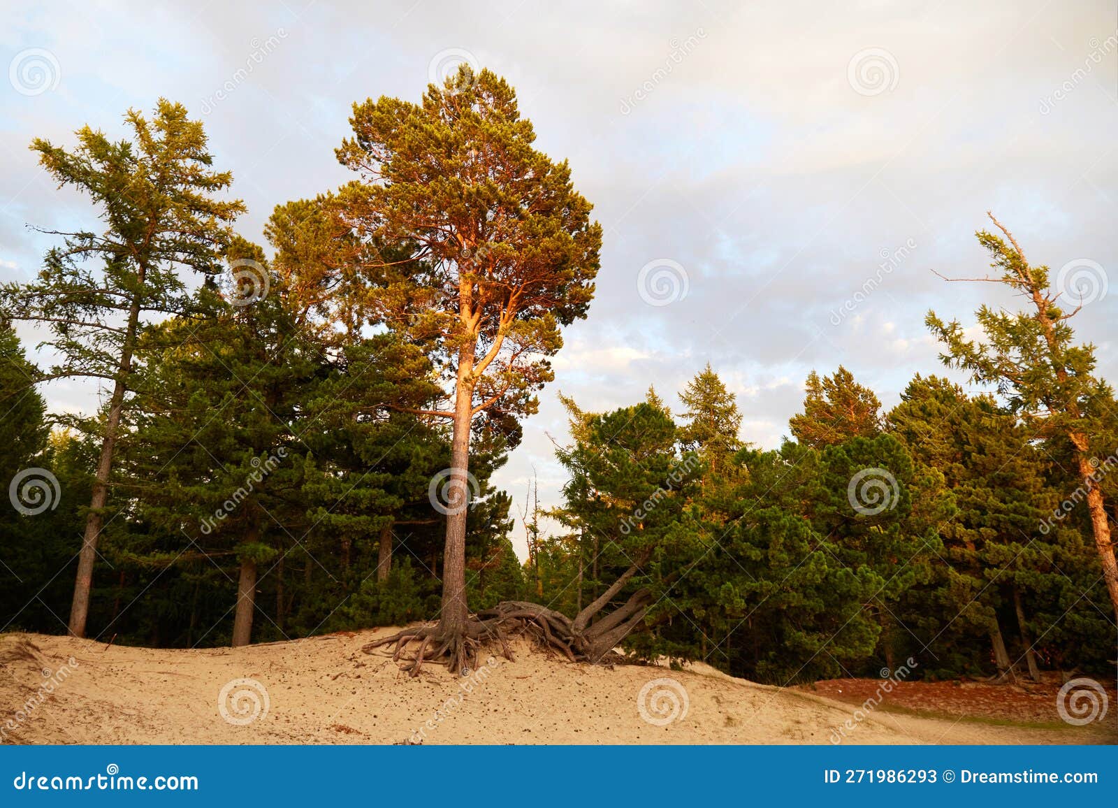 Pine Trees Grow on Sandy Soil. Tree Roots are Sticking Out of the Sand ...