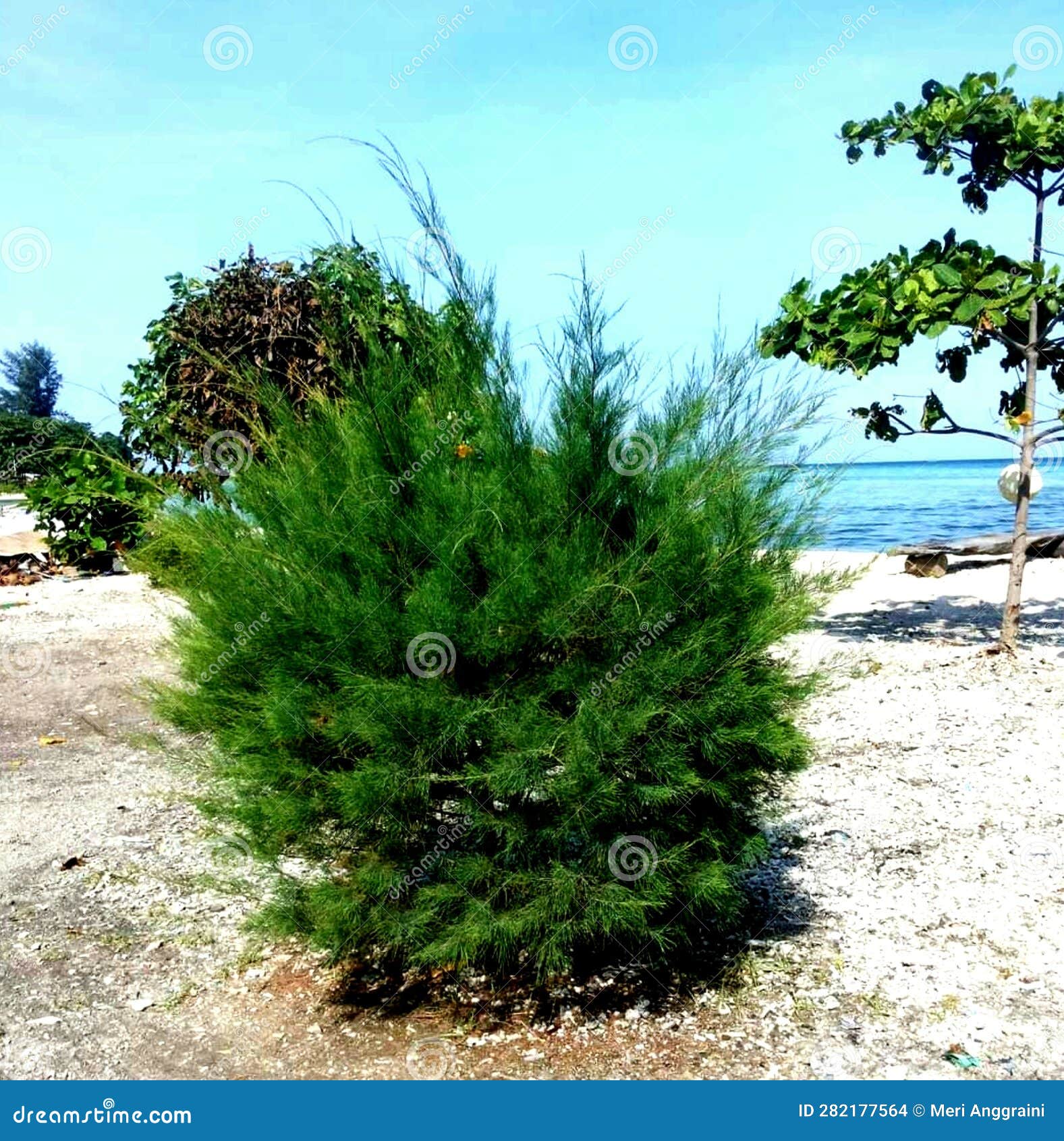 Pine Trees that Grow on the Tropical Beach Stock Photo - Image of grow ...