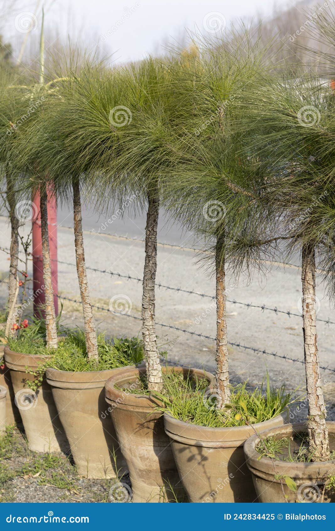 Pine Trees are Growing in Larger Pots in a Plant Nursery Stock Image ...