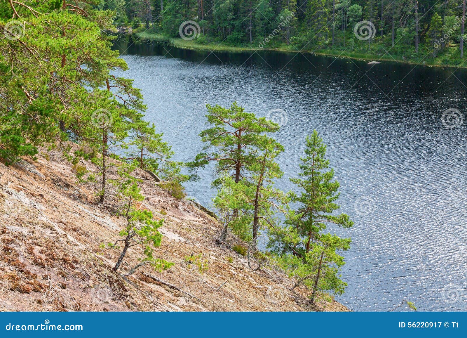 Pine Trees Growing on the Rock Face Stock Image - Image of cliff, park ...