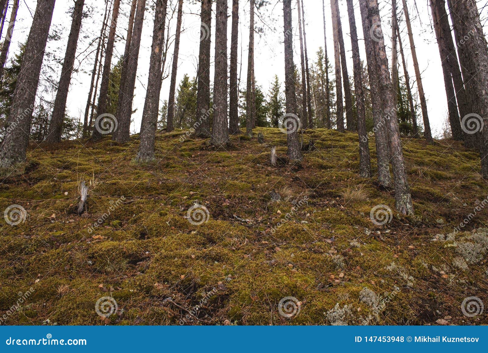 Pine Trees Growing on Steep Slope in Forest Stock Photo - Image of ...