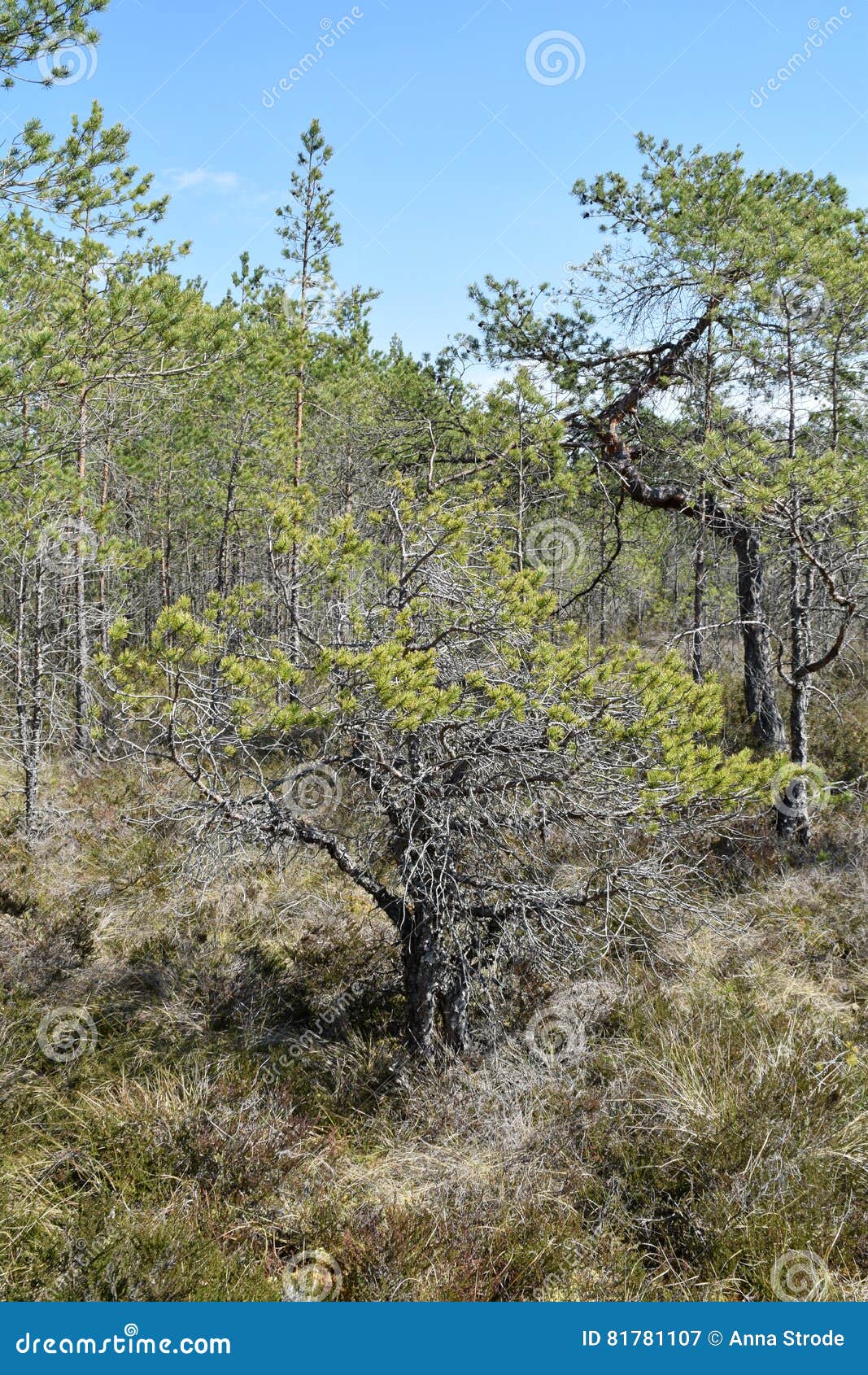 Pine Trees Growing in a Swamp. Stock Image - Image of swamp, moss: 81781107
