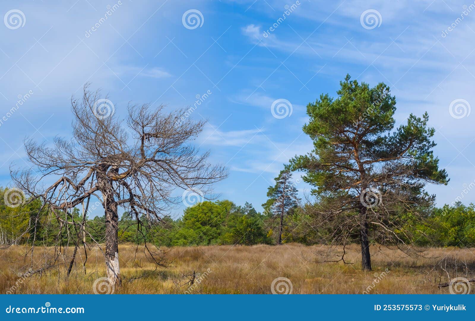 Pine Trees Growth on Forest Glade Stock Image - Image of coniferous ...